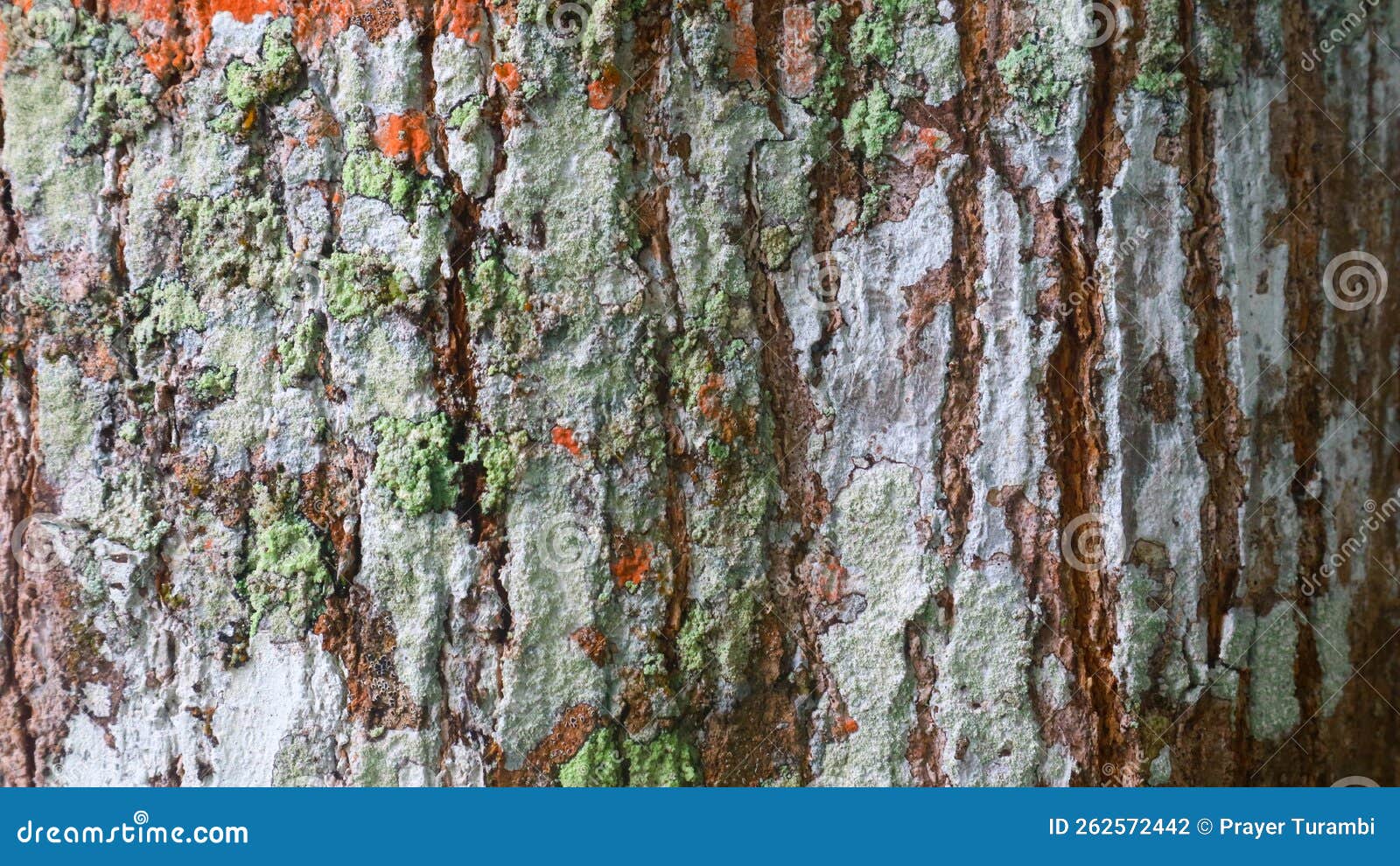 Amazing Wood Bark Texture As Background Stock Photo - Image of organic ...