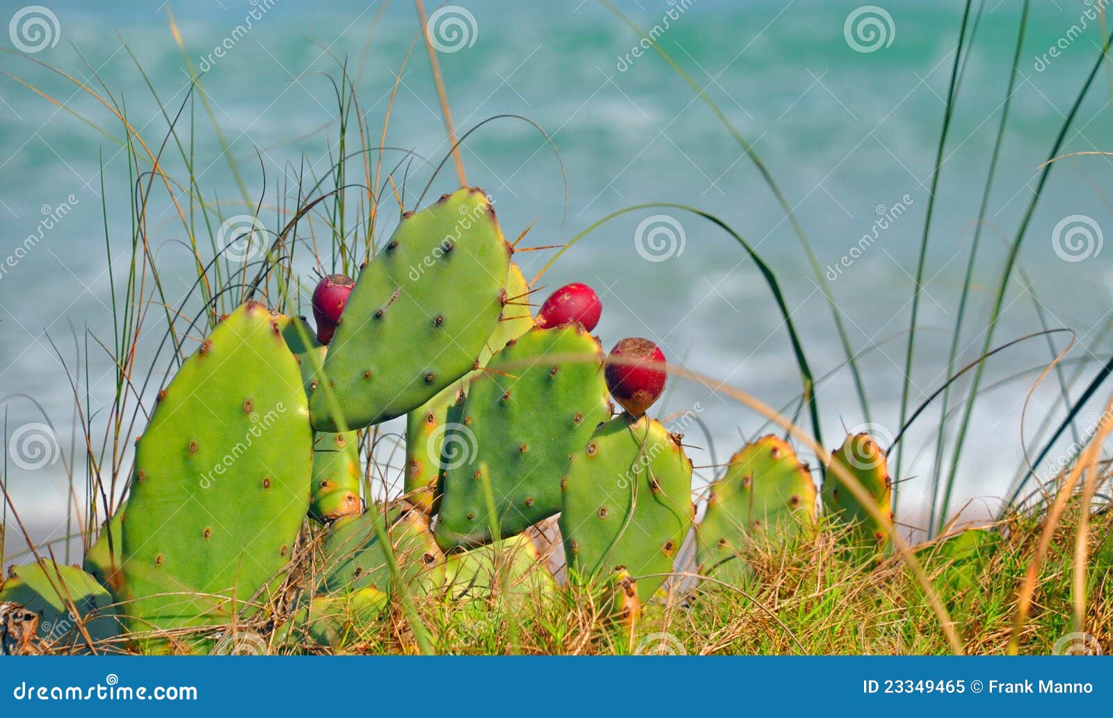 Amazing Beach Cactus with Red Blossoms Stock Image - Image of branches ...
