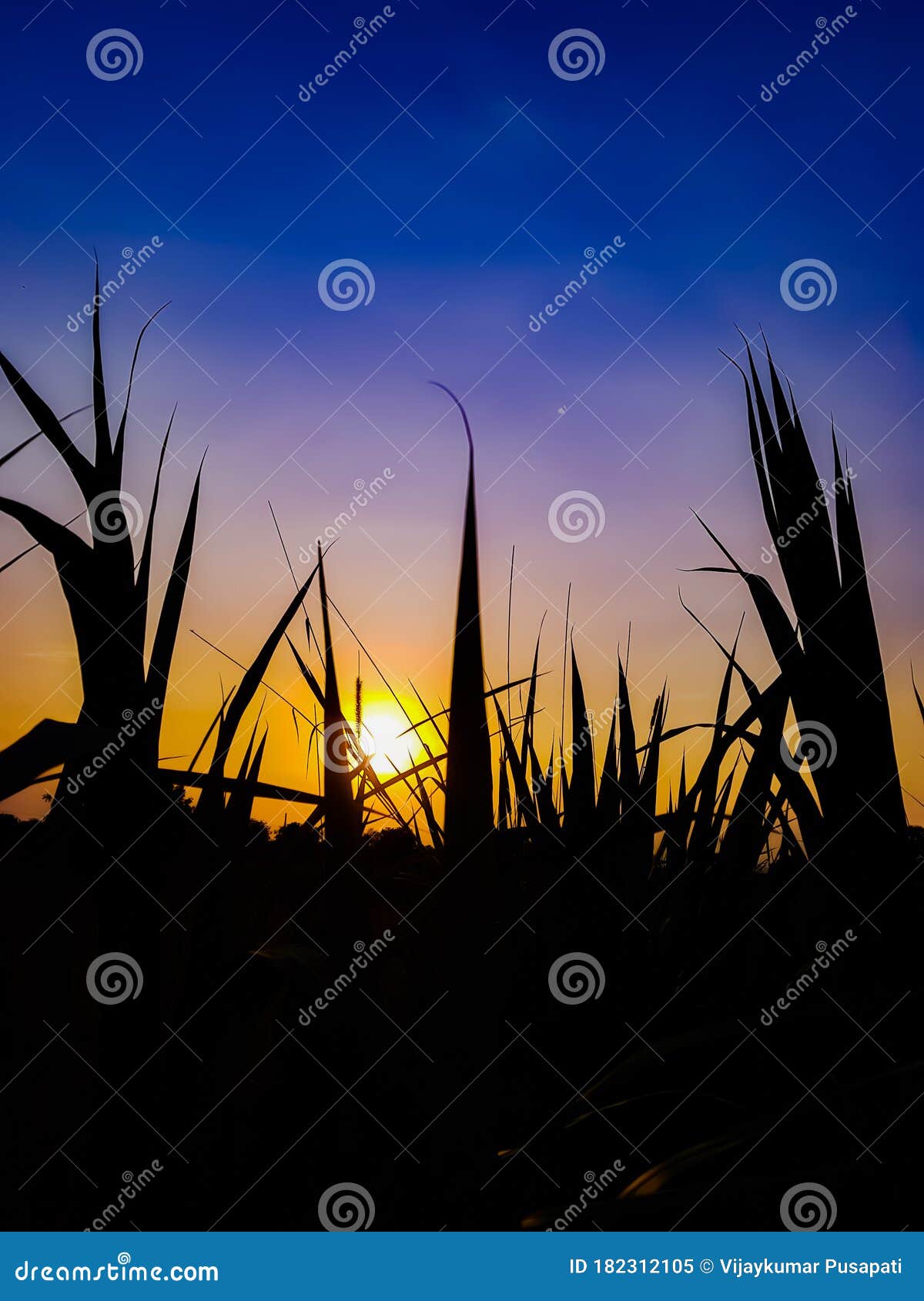 Amazing Beautiful Dramatic Field in Sunset Time for Background ...