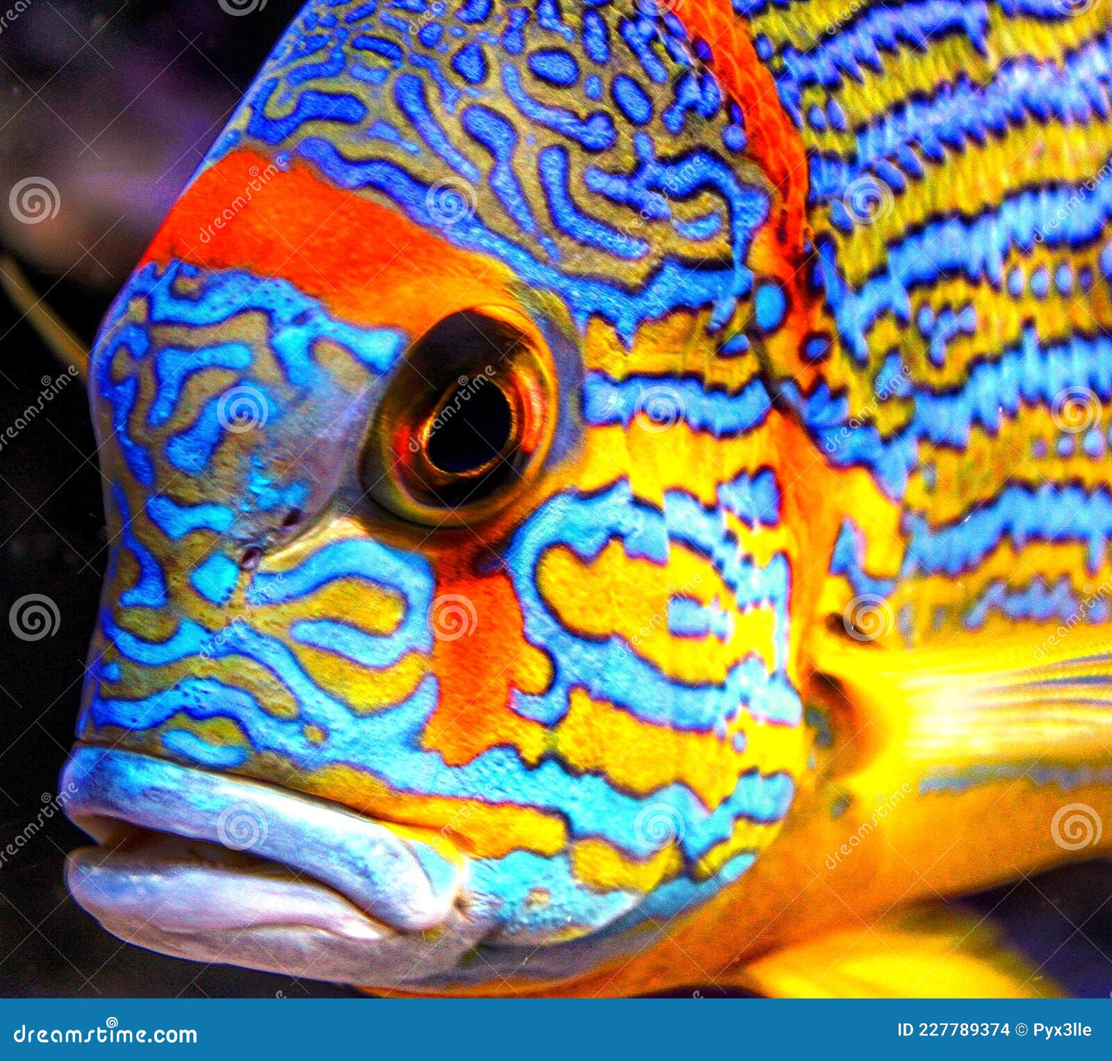 Amazing and Beautiful Multicolored Fish in Macro Stock Photo - Image of ...