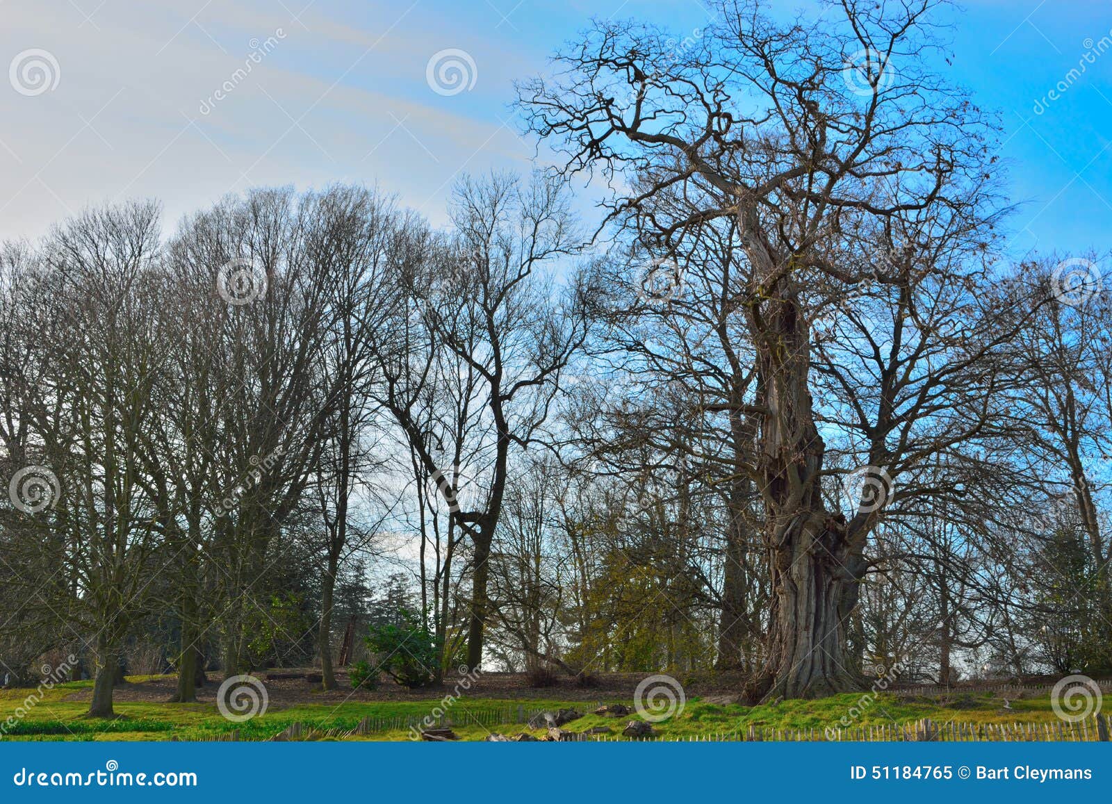 Amazing beautiful old tree stock image. Image of blue - 51184765