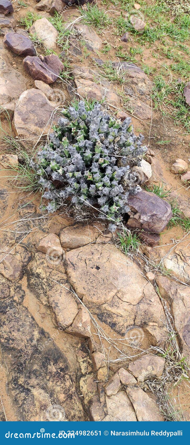 Amazing Beautiful Tree Stone Racks Stock Image - Image of tree, stone ...