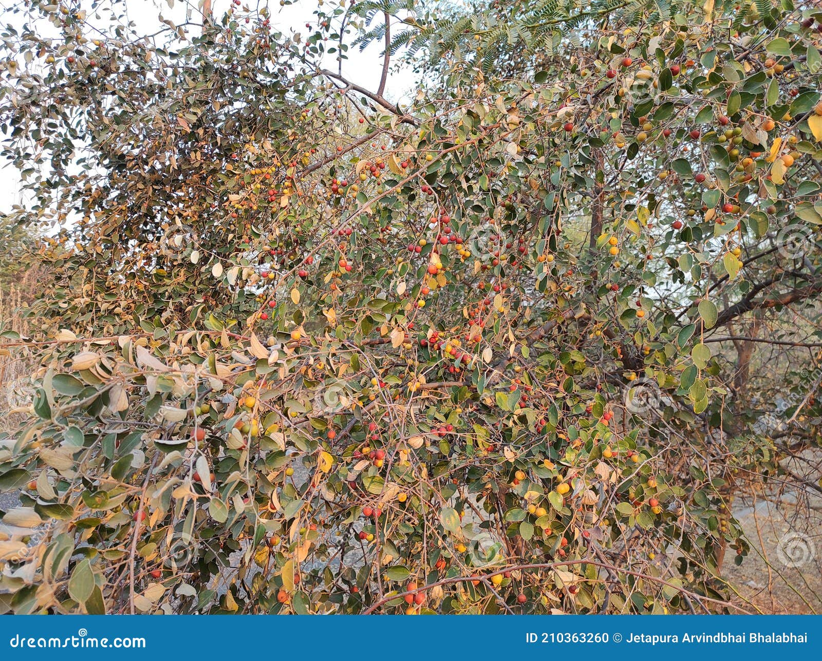 Amazing Ber tree stock photo. Image of woodland, food - 210363260