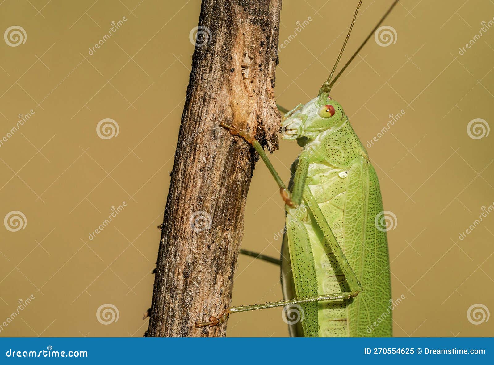 Amazing Big Green Grasshopper on a Green Spring Meadow Stock Image ...
