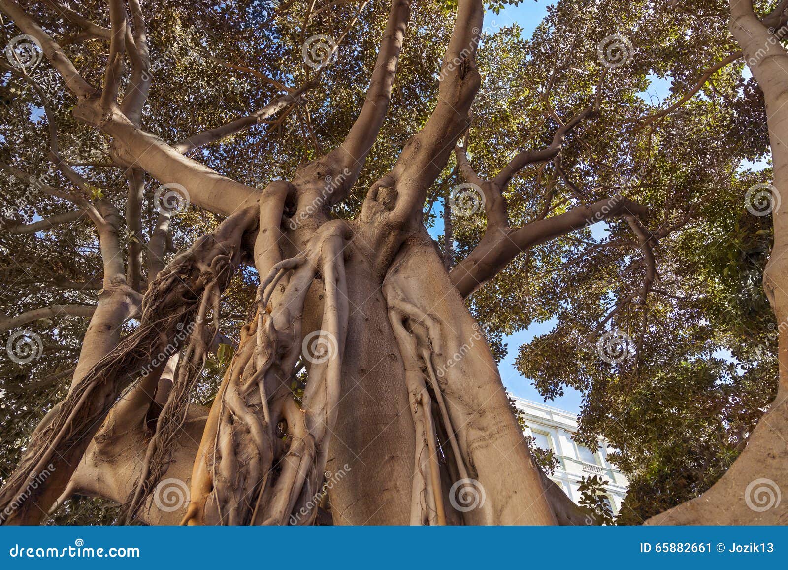 Amazing Big Tropical Tree in the South Stock Image - Image of tree ...