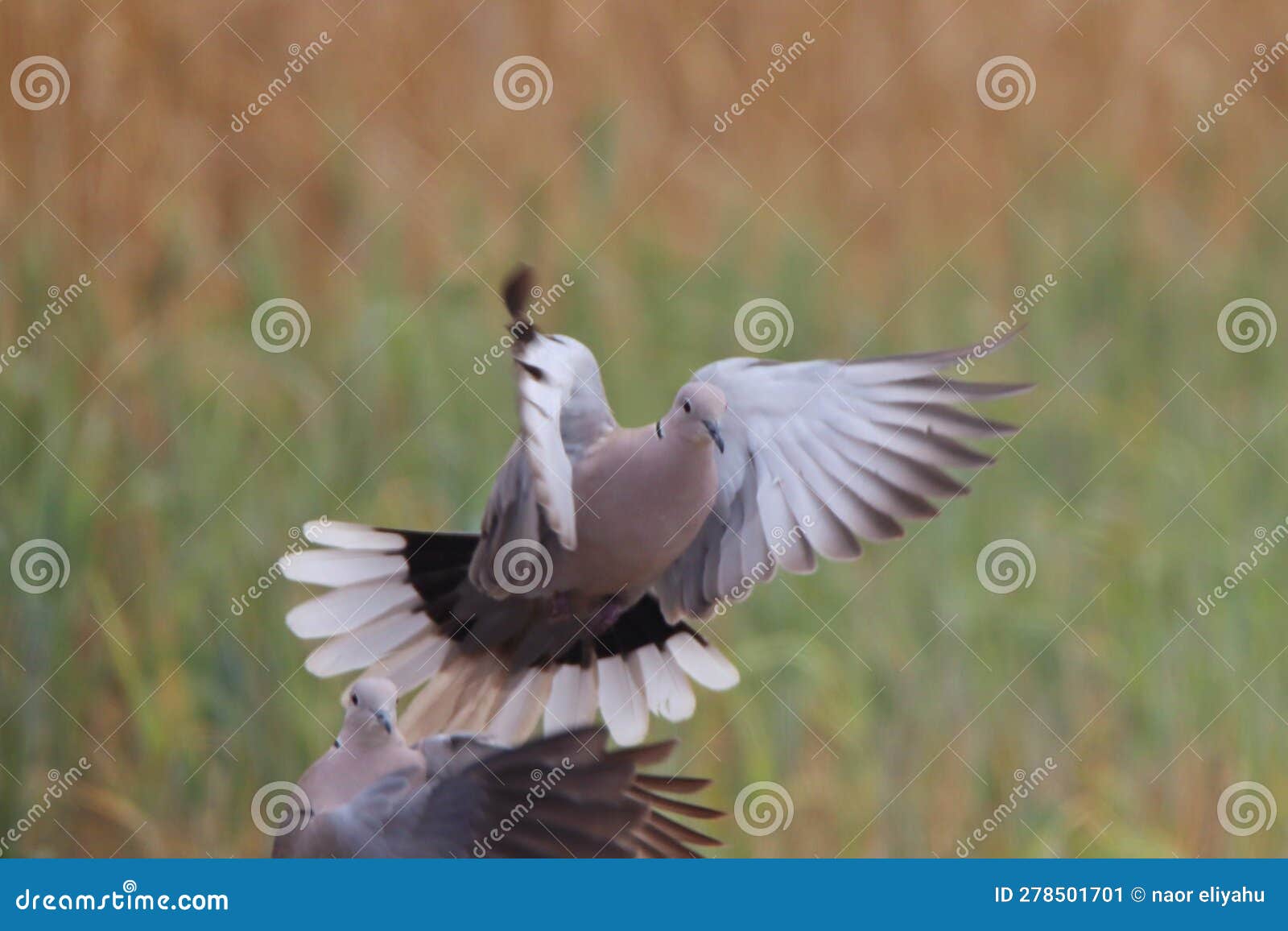 Amazing Bird Eating Insects on the Land Stock Image - Image of falcon ...