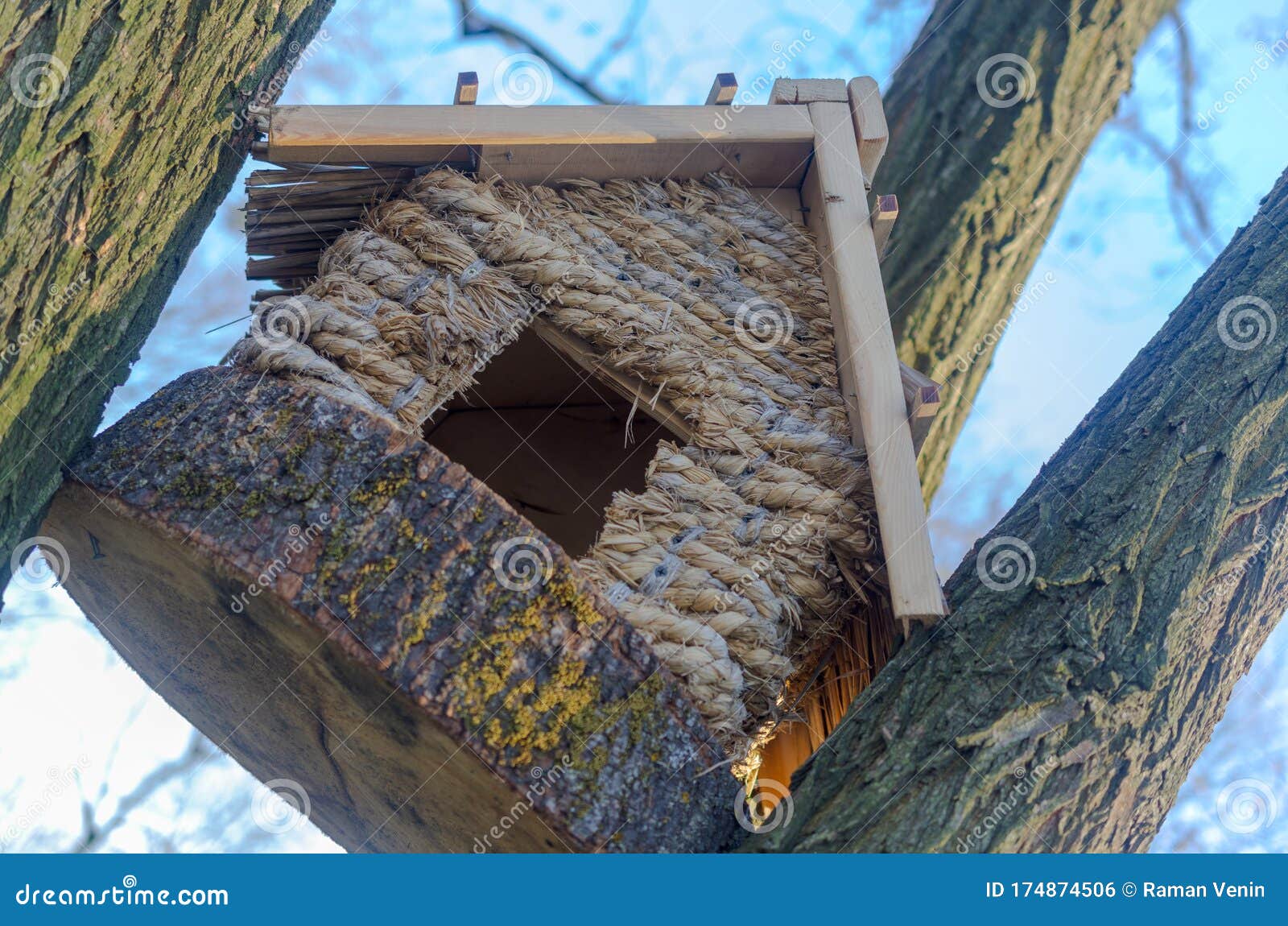 Amazing Bird House among the Tree Trunks. Stock Photo - Image of nature ...