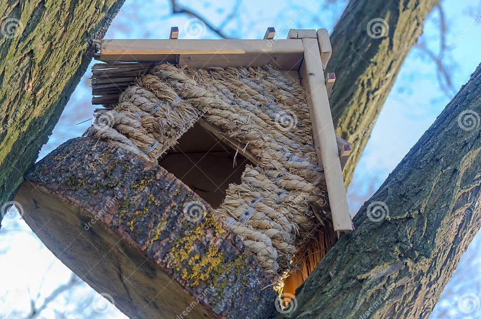 Amazing Bird House among the Tree Trunks. Stock Photo - Image of nature ...