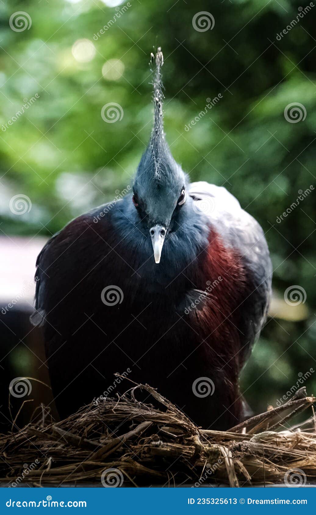 Amazing Bird landfowl stock image. Image of bird, andfowl - 235325613