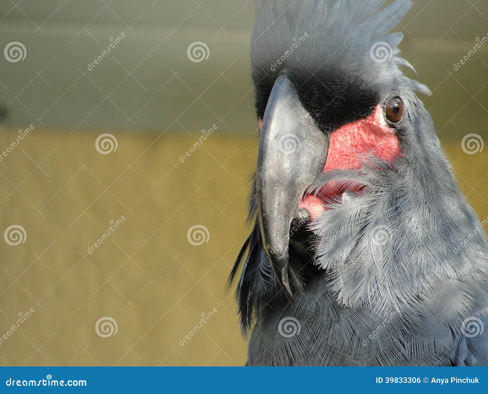 Amazing bird stock photo. Image of fluffy, bird, gorgeous - 39833306