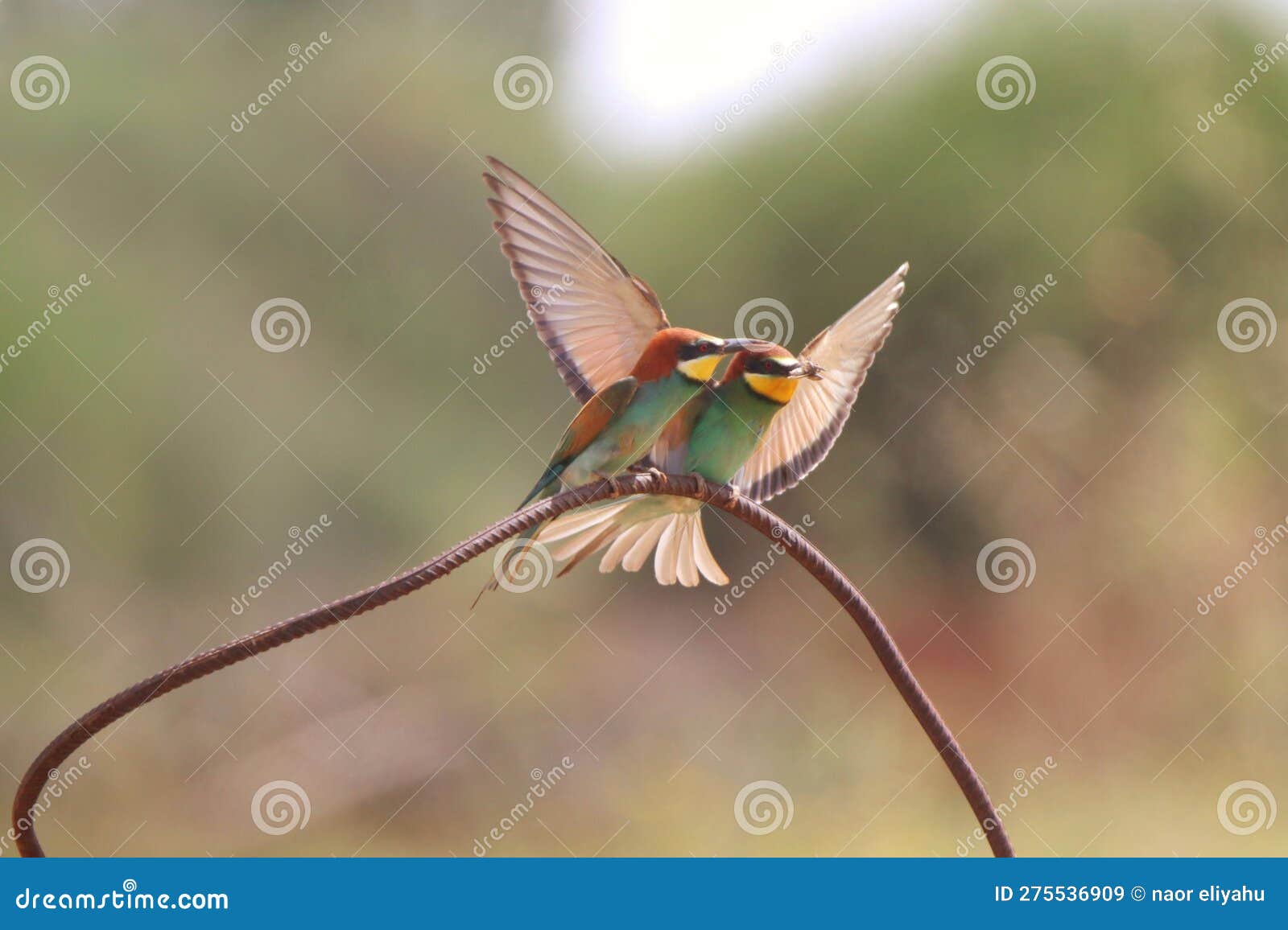Amazing Birds in Amazing Colors Open Wings Stock Image - Image of ...