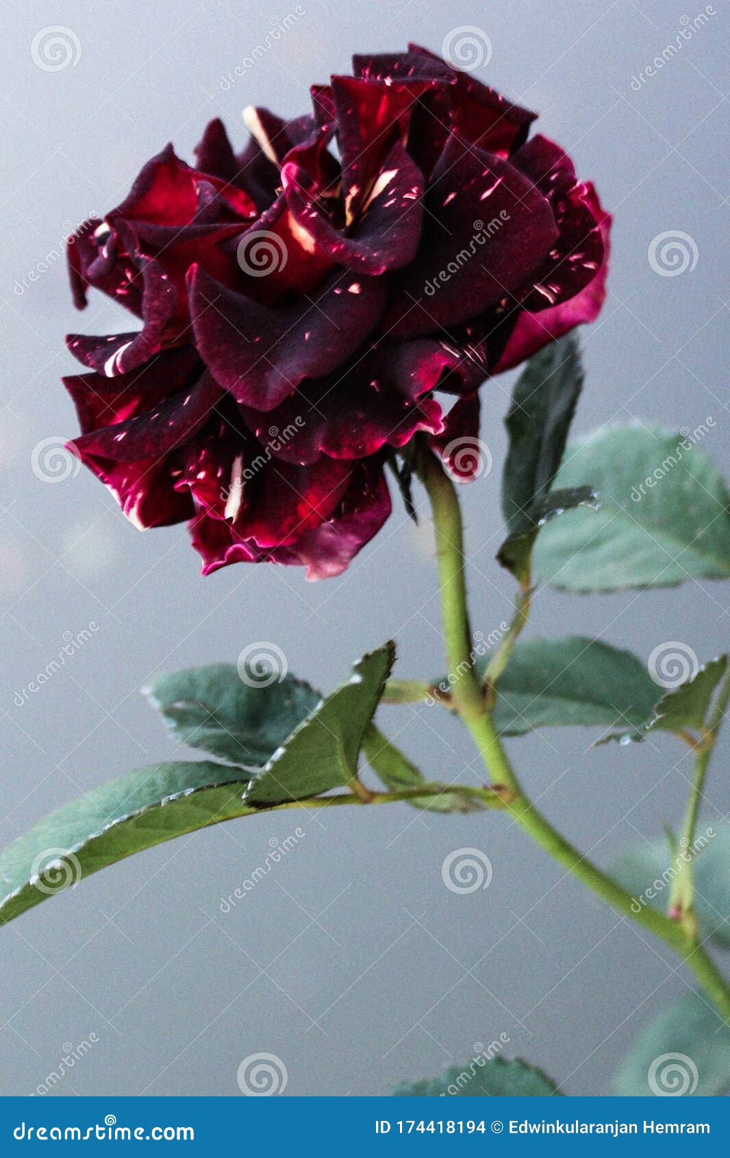 Amazing Black Rose Looking Amazing and Beautiful Stock Photo - Image of ...