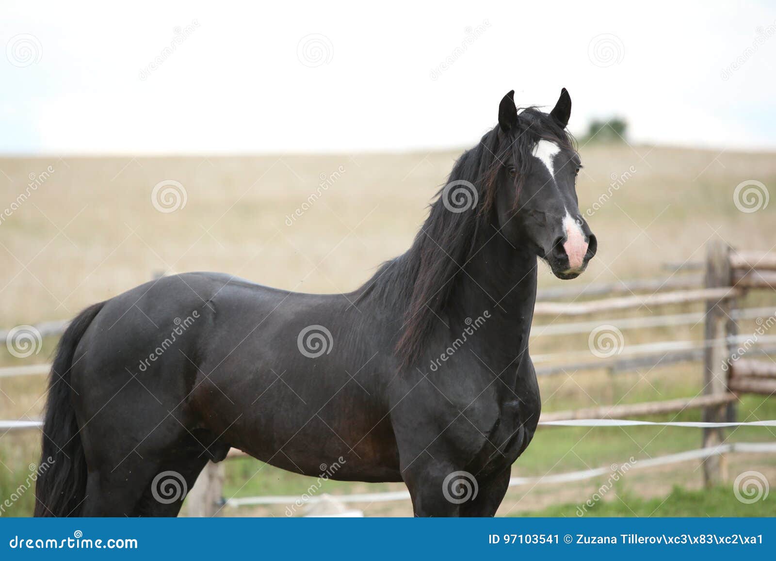 Amazing Black Stallion on Pasturage Stock Image - Image of domestic ...