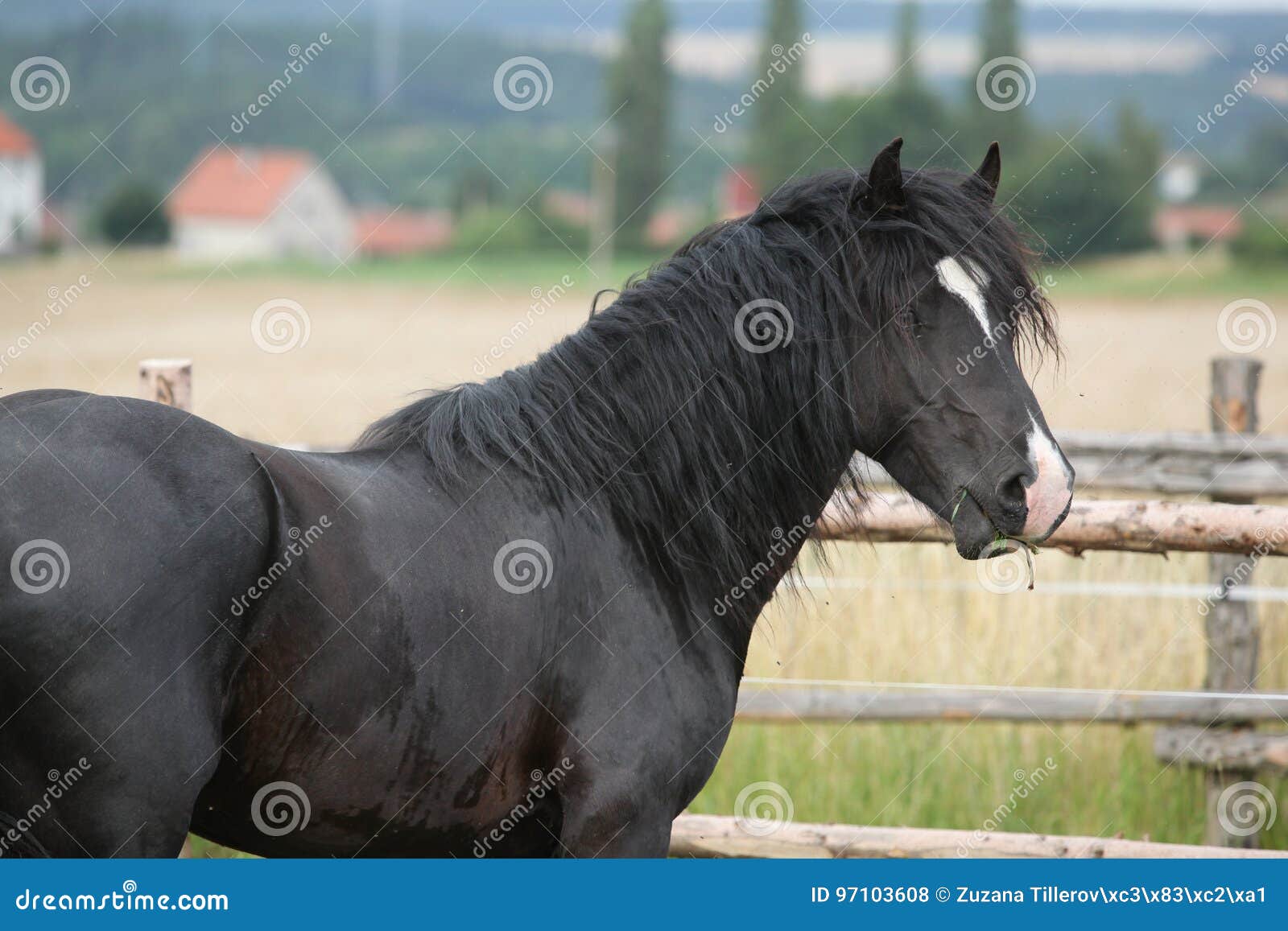 Amazing Black Stallion on Pasturage Stock Photo - Image of stand ...