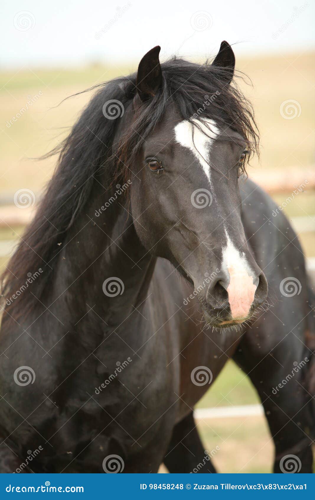 Amazing Black Stallion on Pasturage Stock Photo - Image of tranquility ...