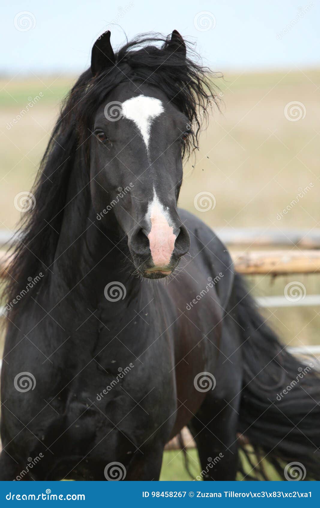 Amazing Black Stallion on Pasturage Stock Image - Image of graze, bred ...