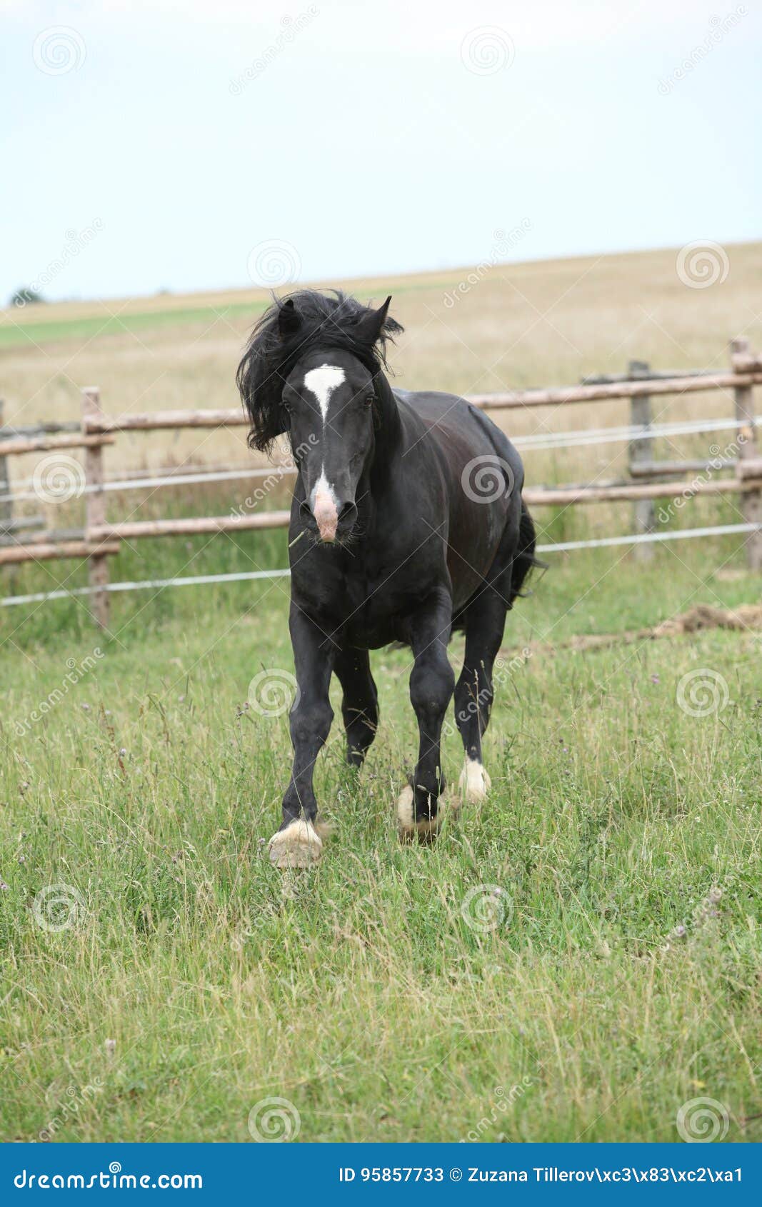 Amazing Black Stallion Running on Pasturage Stock Image - Image of ...