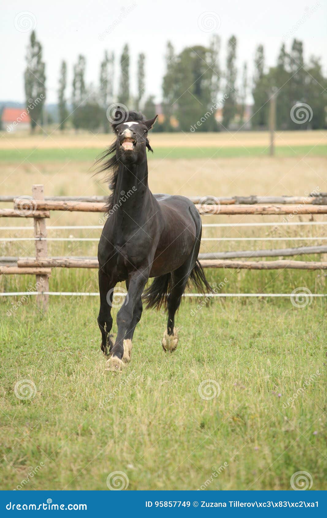 Amazing Black Stallion Running on Pasturage Stock Image - Image of ...