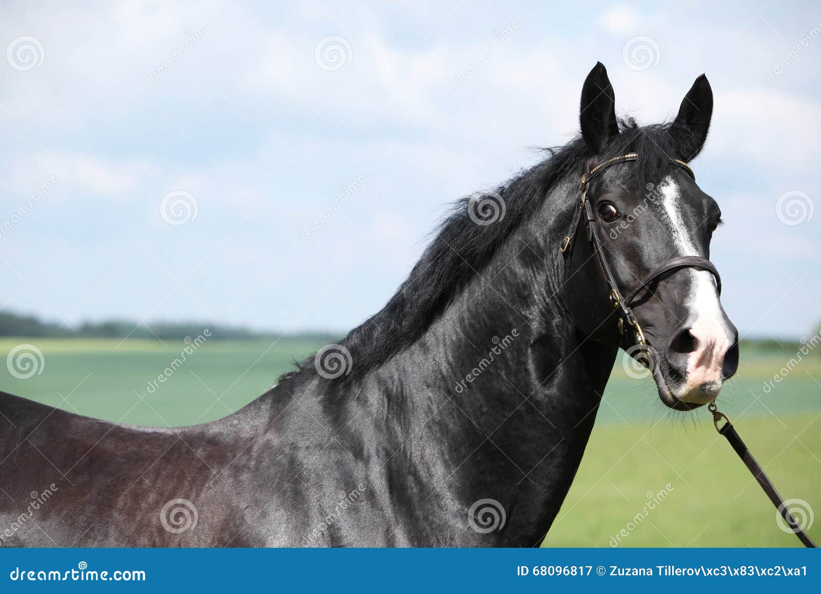 Amazing Black Stallion of Welsh Part-bred Stock Image - Image of bridle ...