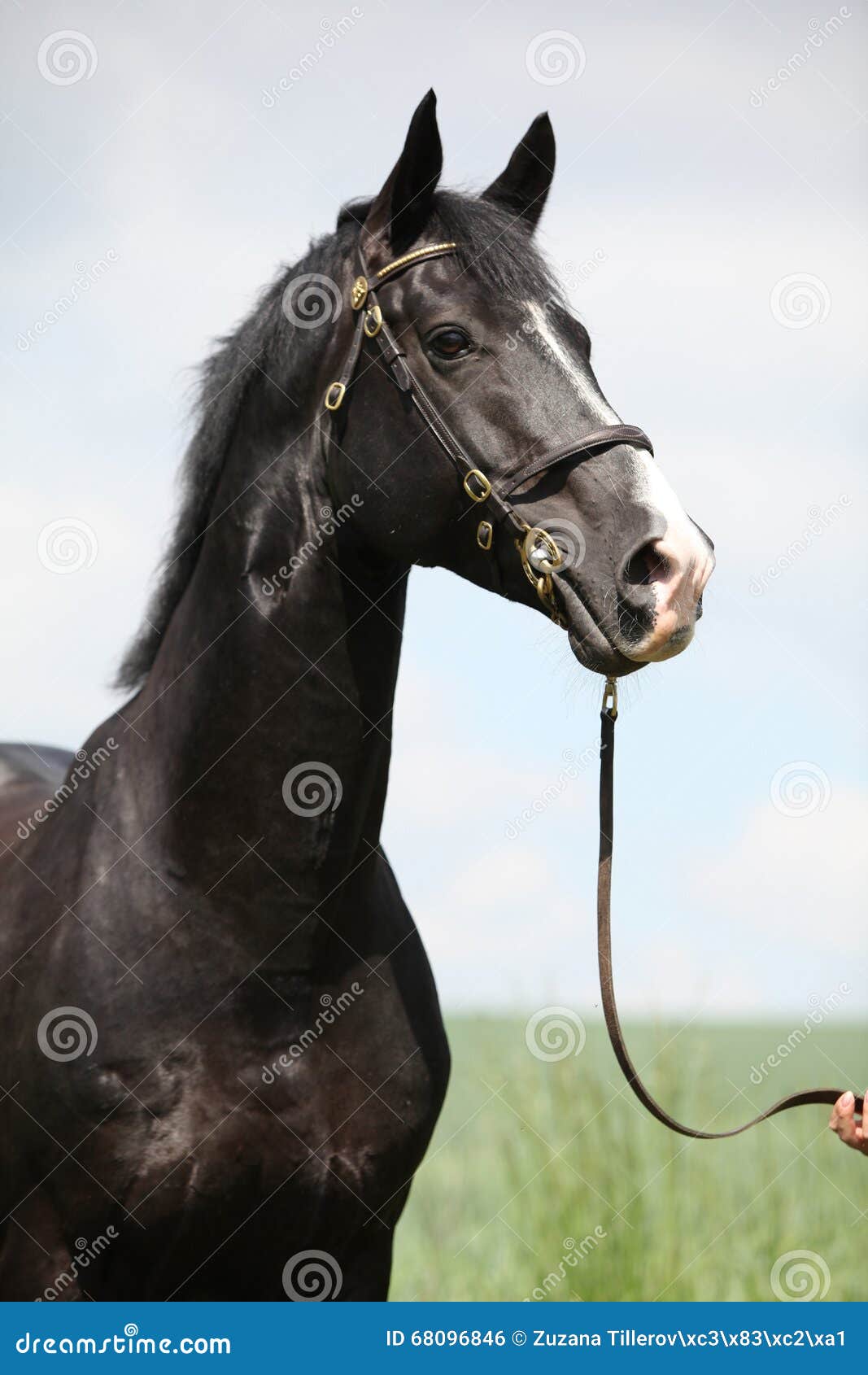 Amazing Black Stallion of Welsh Part-bred Stock Photo - Image of spring ...