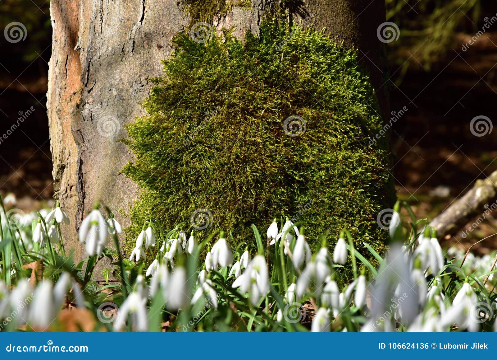 Amazing Blooming Snowdrops in Tree Trunk. Snowdrops Stock Photo - Image ...