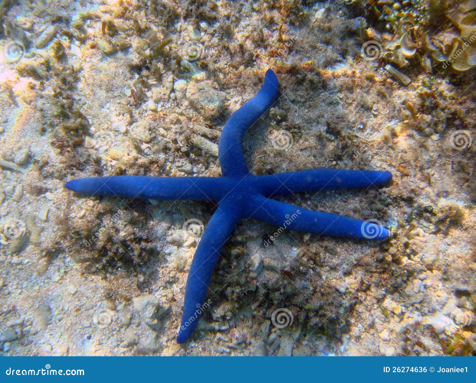 92,152 Amazing Blue Color Stock Photos - Free & Royalty-Free Stock ...