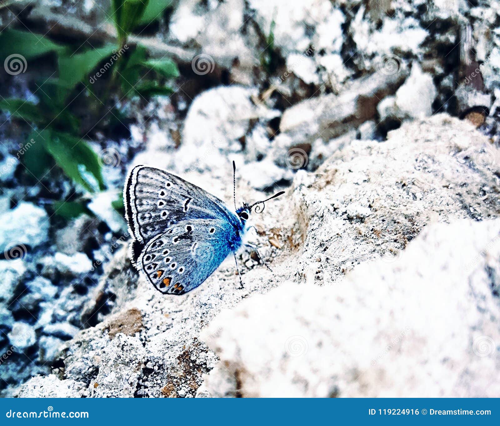 Amazing Blue Butterfly stock photo. Image of beauty - 119224916