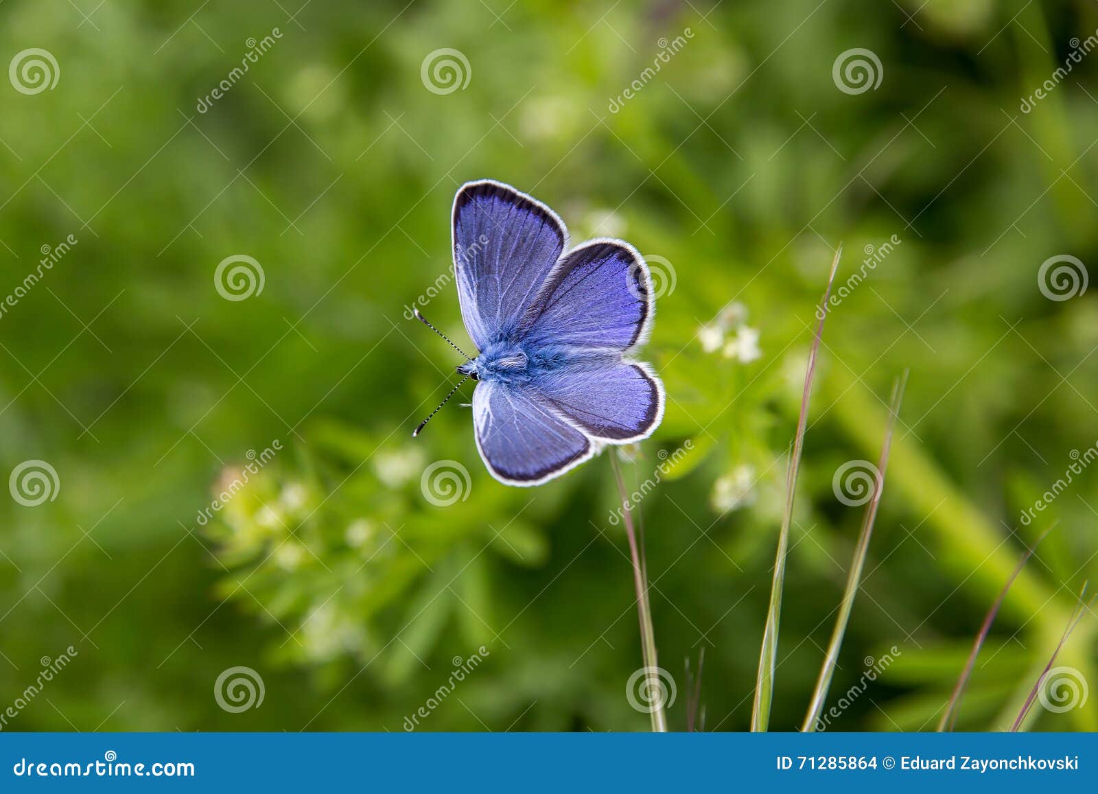 Amazing Blue Butterfly Stock Photography | CartoonDealer.com #71285864