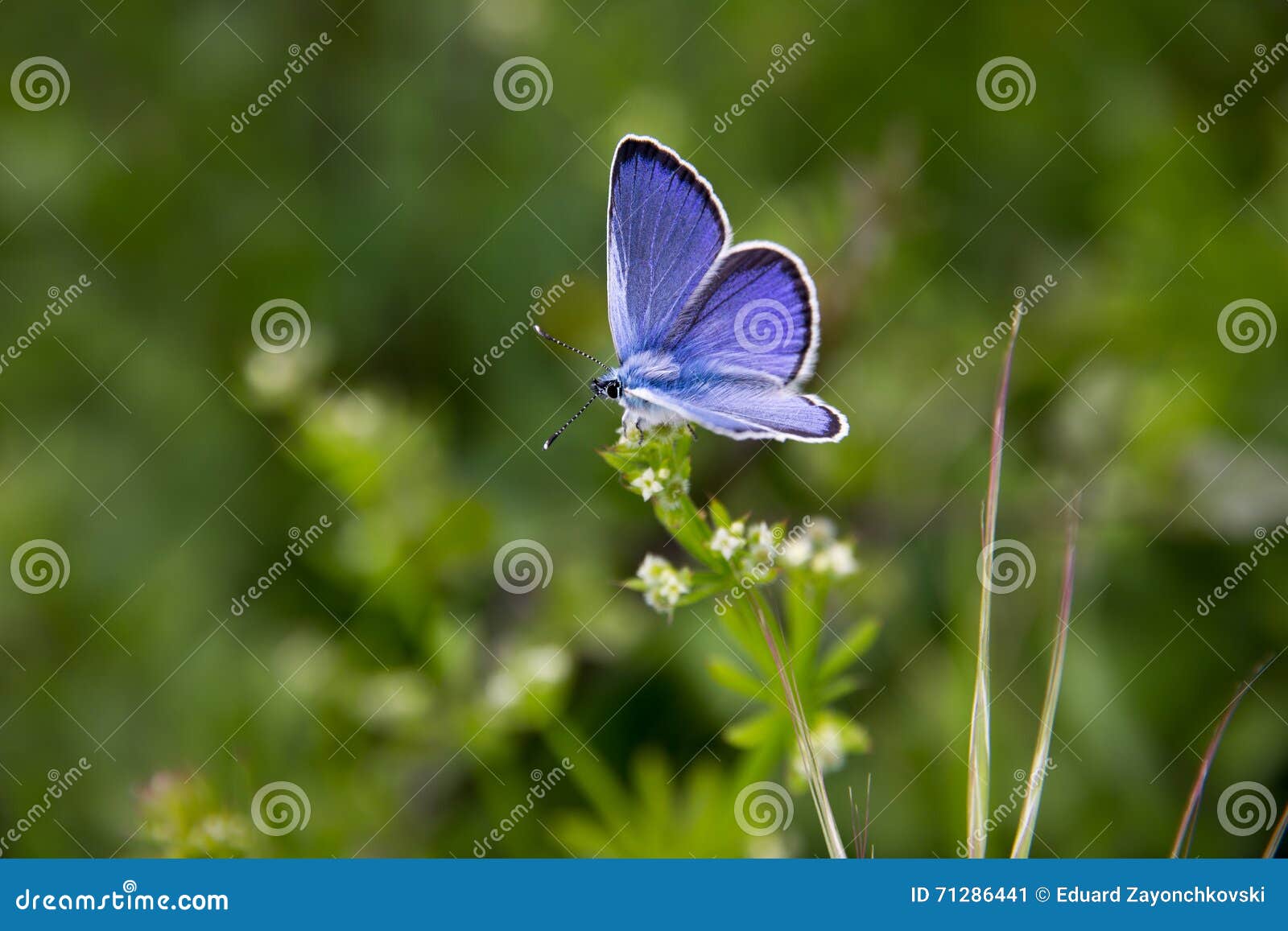 Amazing blue butterfly stock image. Image of insect, elegant - 71286441