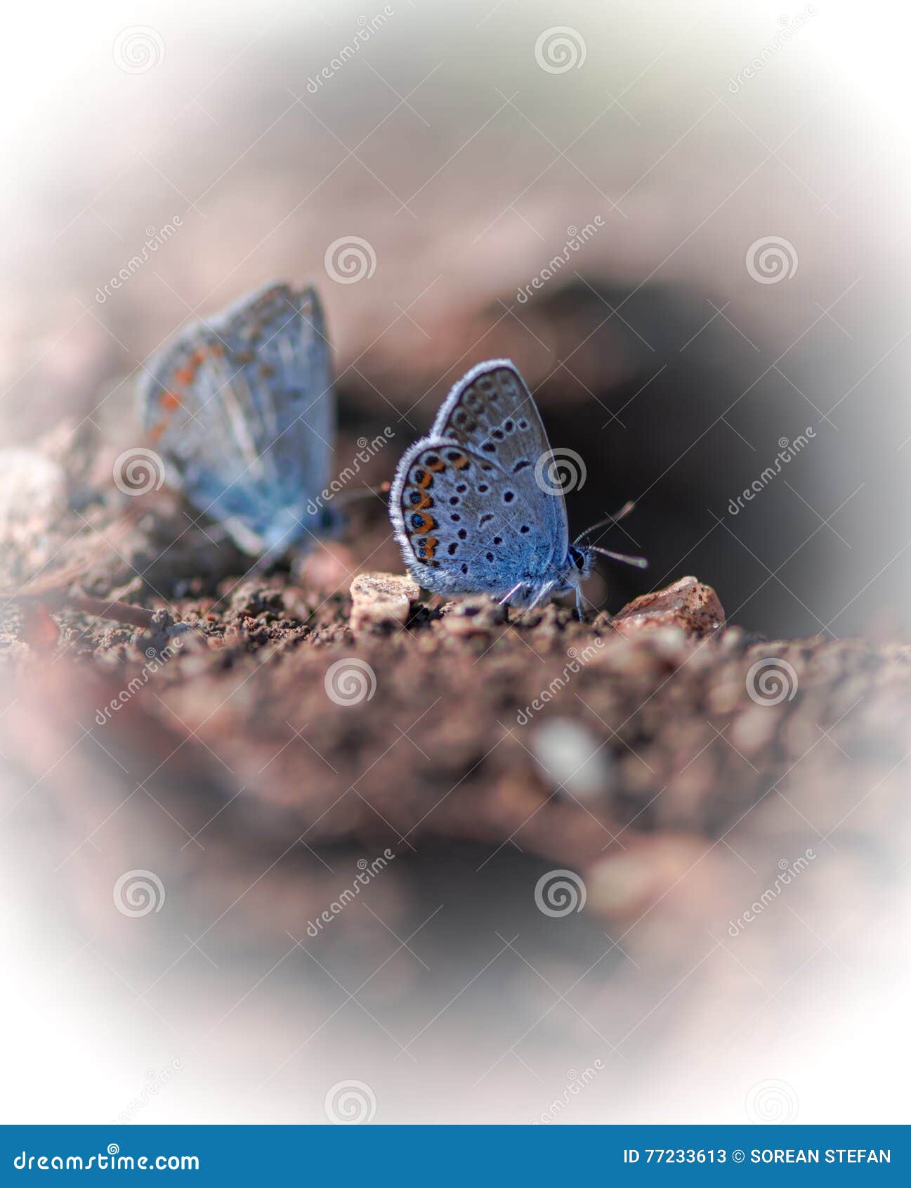 Amazing blue butterfly stock image. Image of color, grass - 77233613