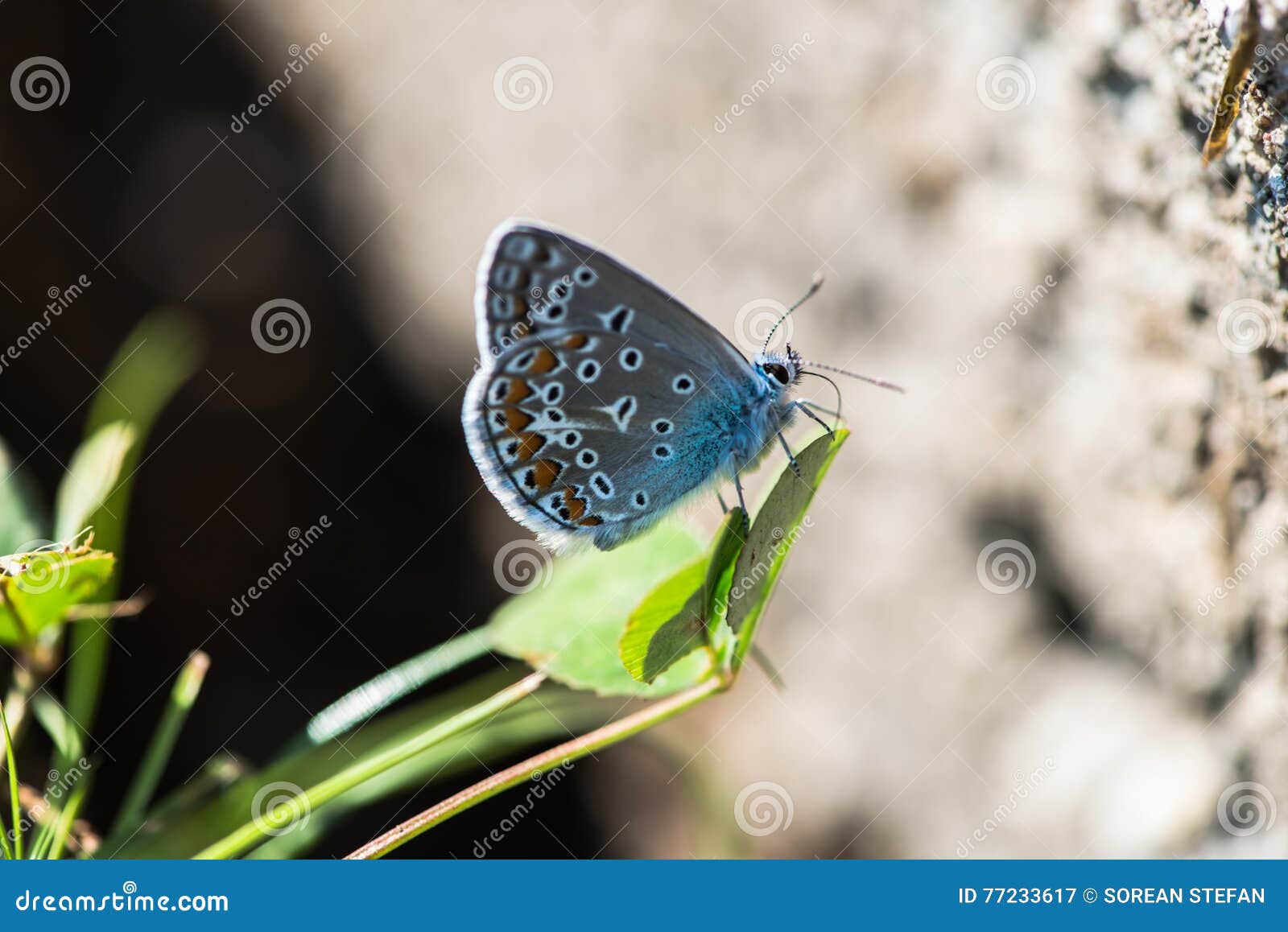 Amazing blue butterfly stock image. Image of fauna, nature - 77233617