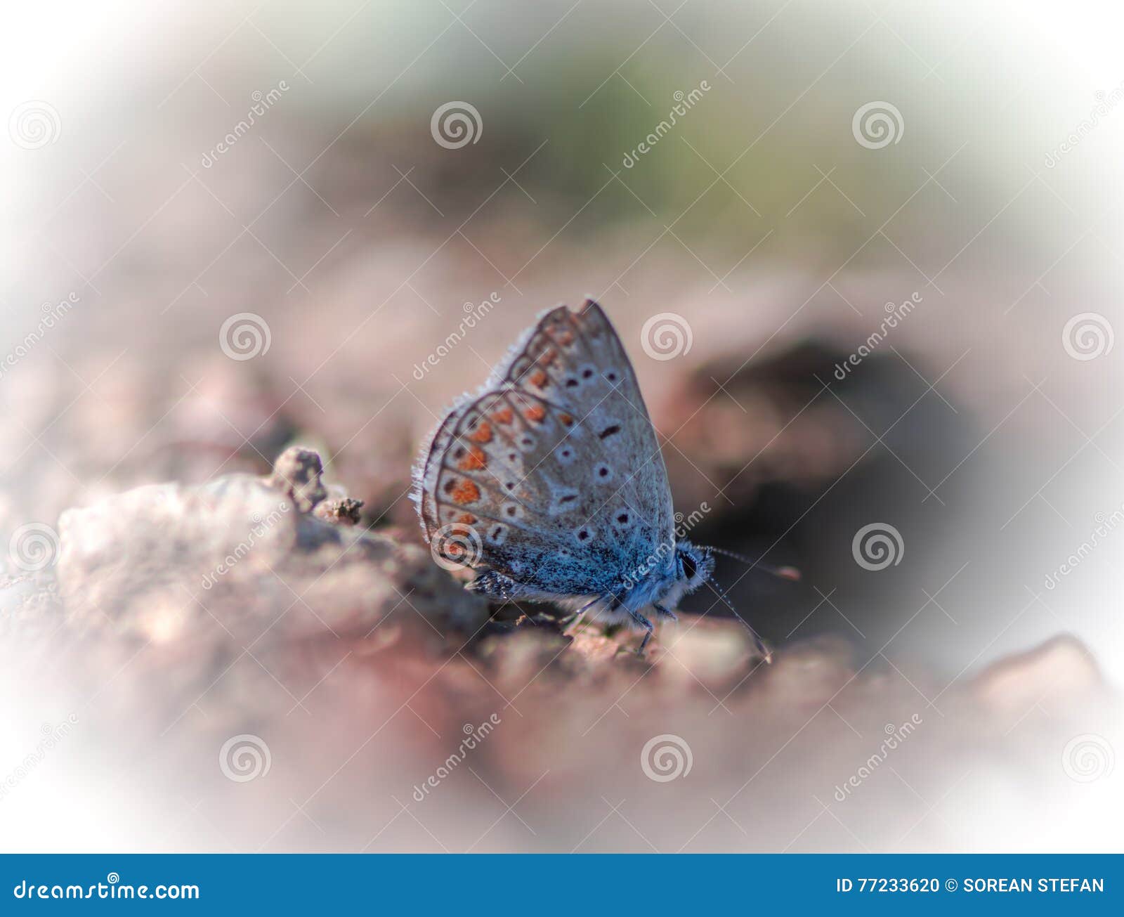 Amazing blue butterfly stock photo. Image of nature, wildlife - 77233620