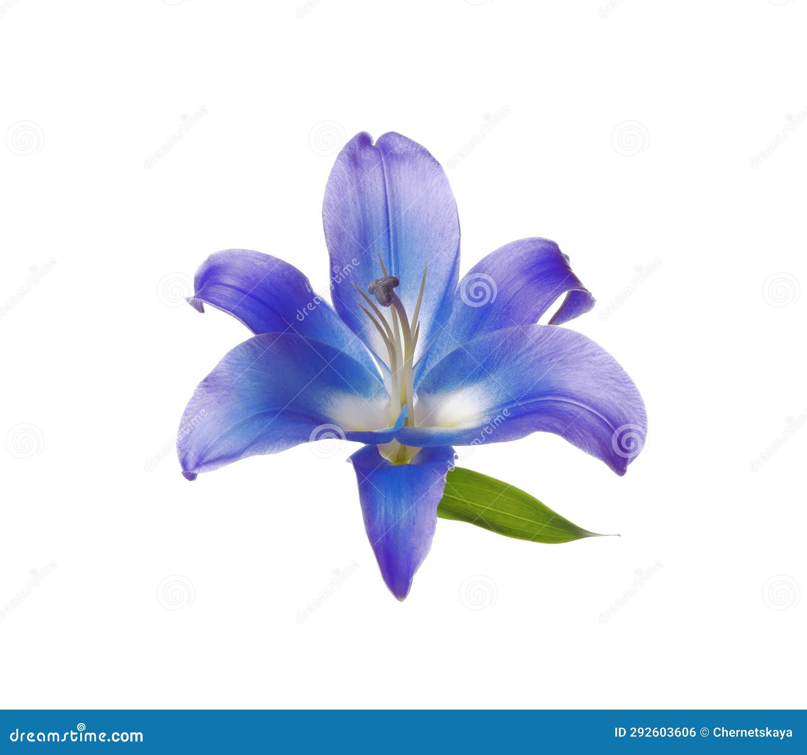 Amazing Blue Lily Flower Isolated on White Stock Illustration ...