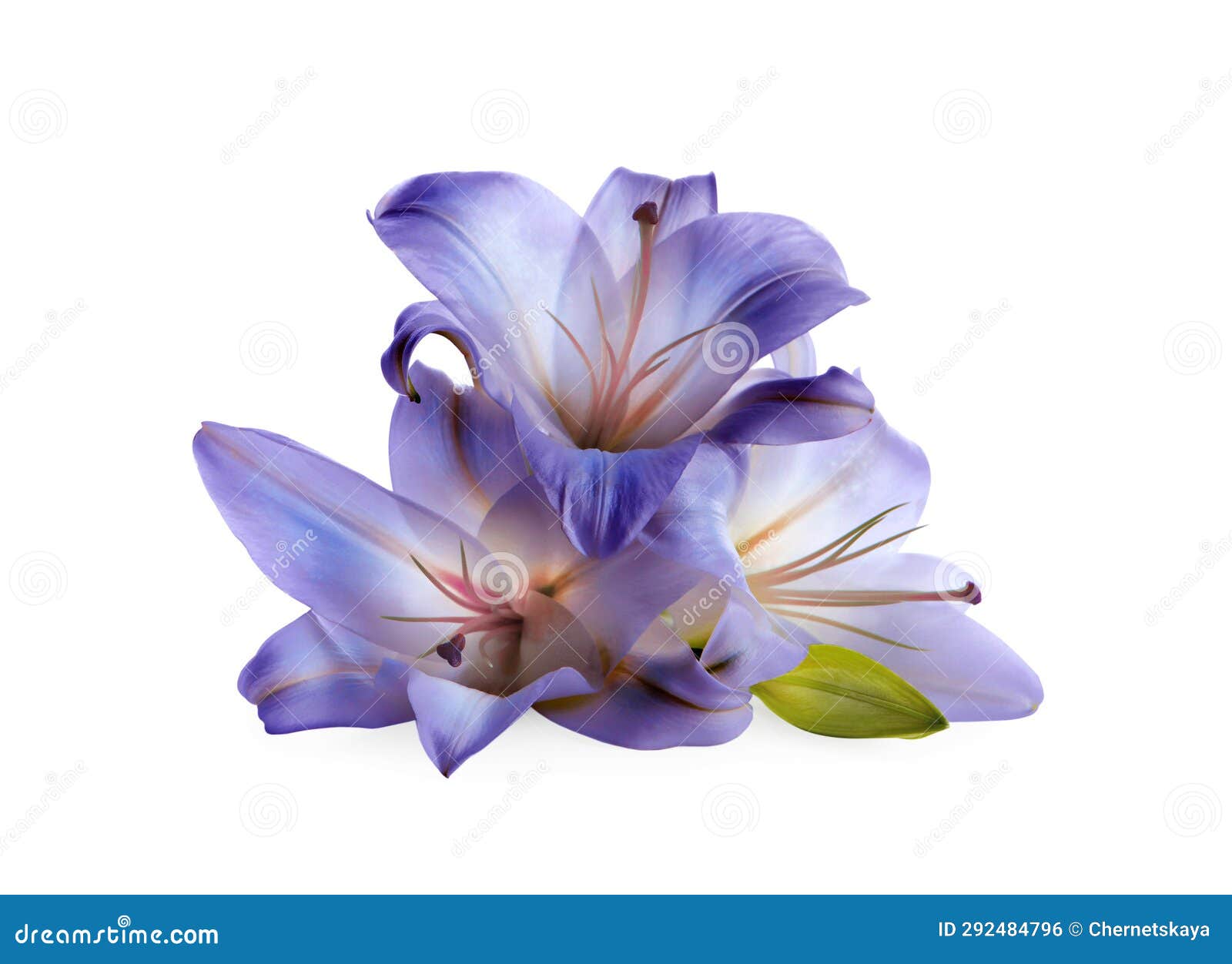 Amazing Blue Lily Flowers Isolated on White Stock Illustration ...