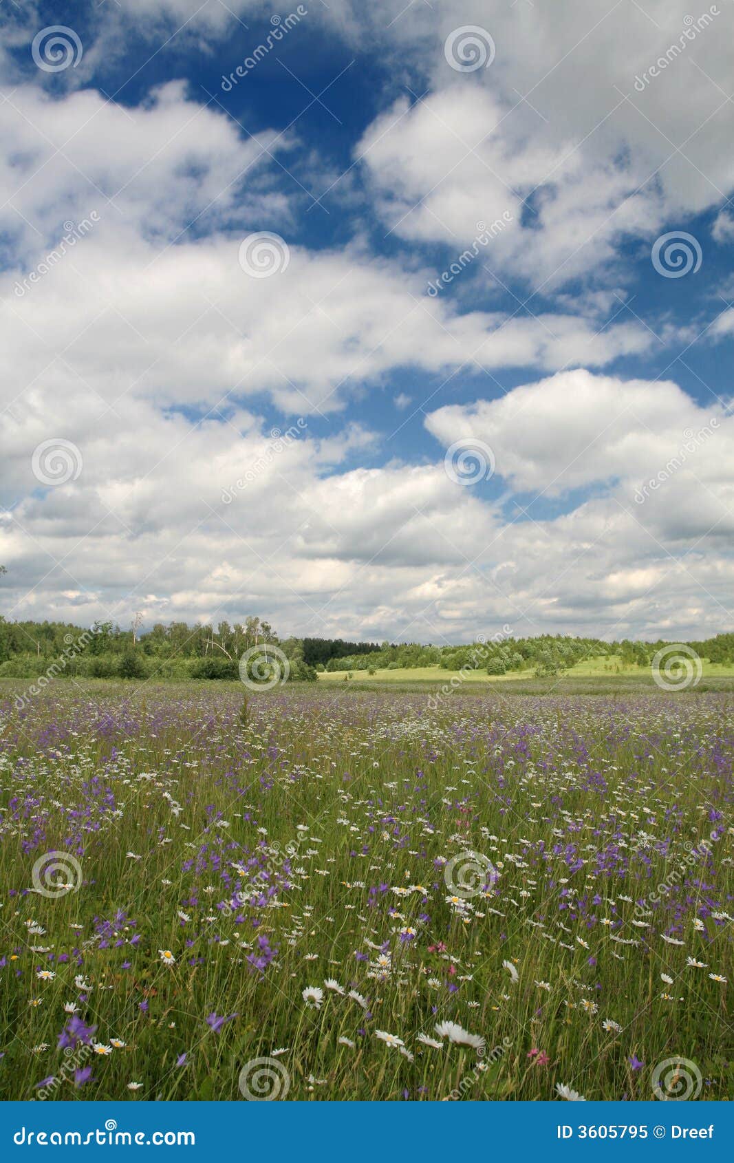 Amazing Bluebell Field with Cloudy Sky Stock Image - Image of panoramic ...