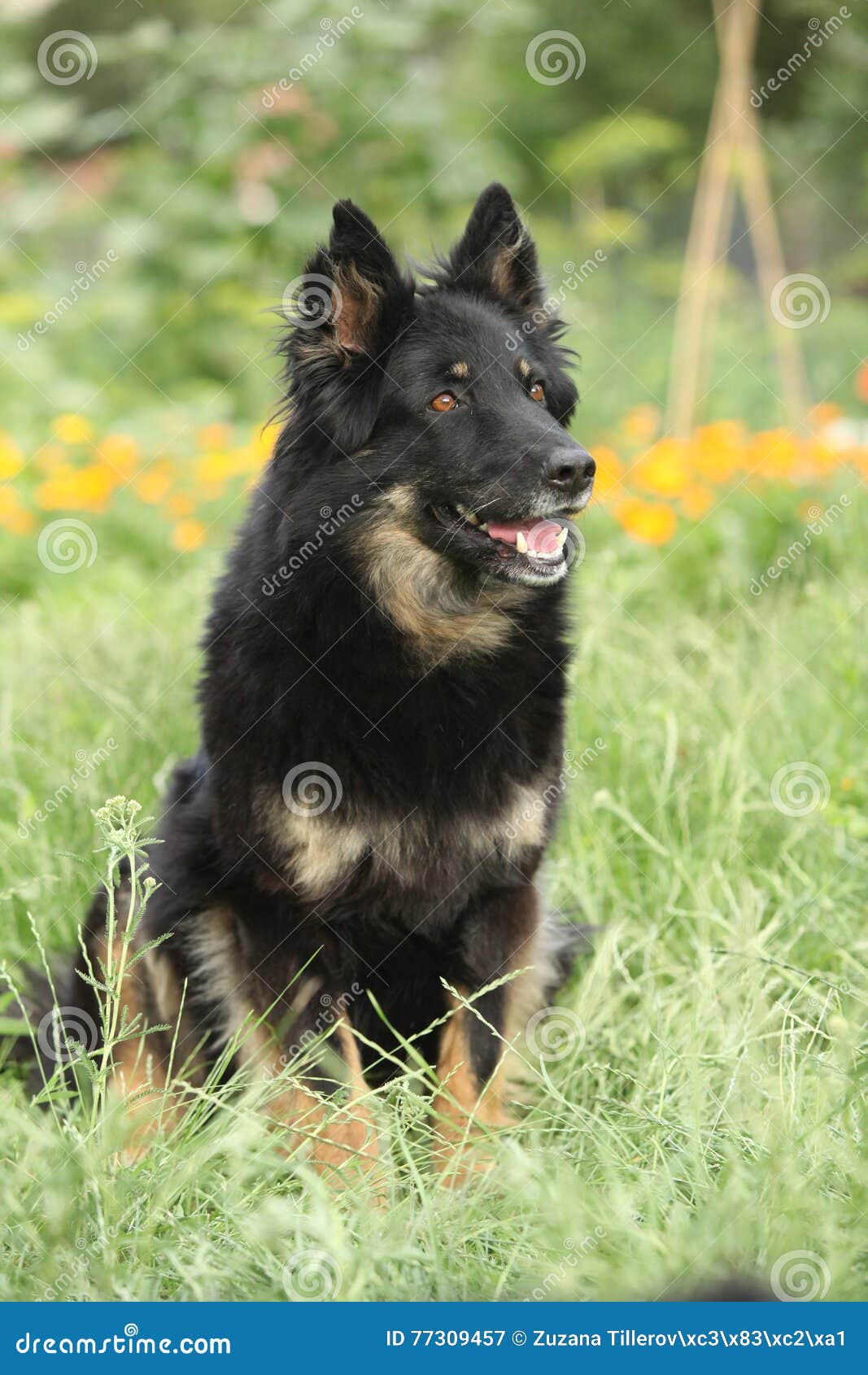 Amazing Bohemian Shepherd in the Garden Stock Image - Image of breed ...