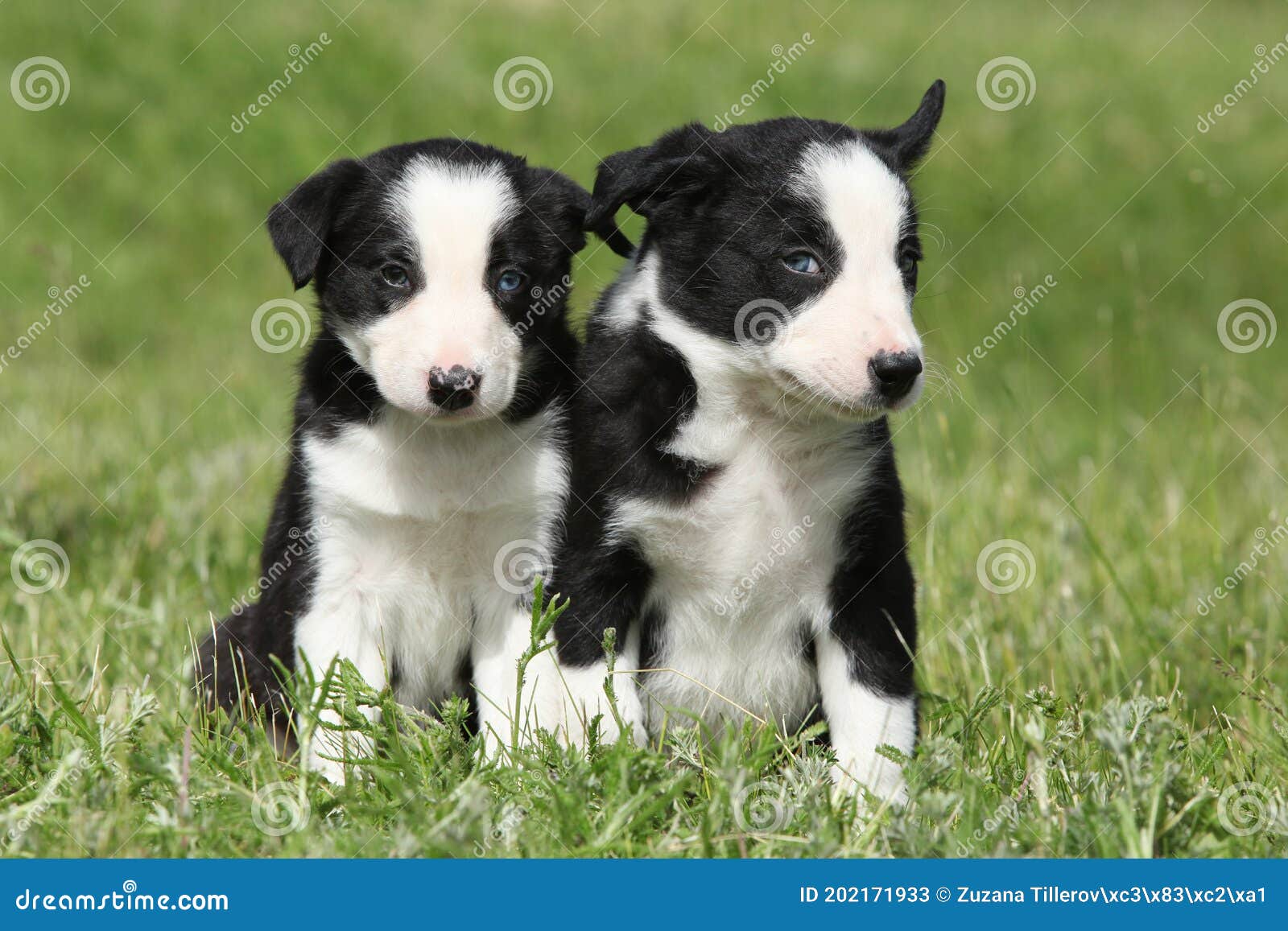 Amazing Border Collie Puppies Stock Image - Image of rest, mammal ...