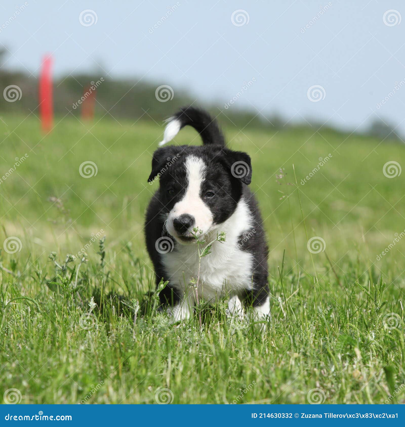 Amazing Border Collie Puppy Looking at You Stock Photo - Image of black ...