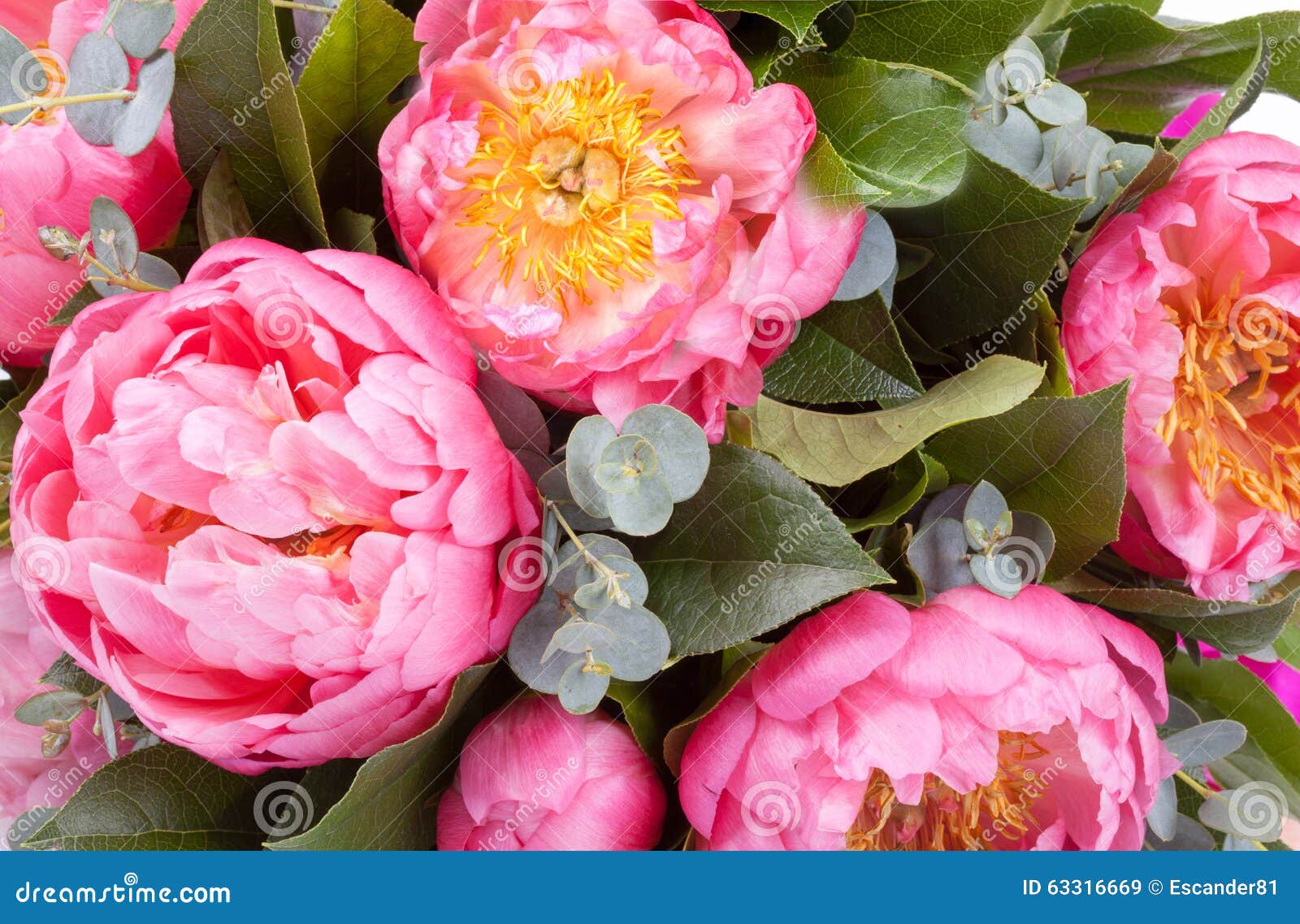 Amazing Bouquet of Pink Pions Stock Image - Image of flower, isolated ...