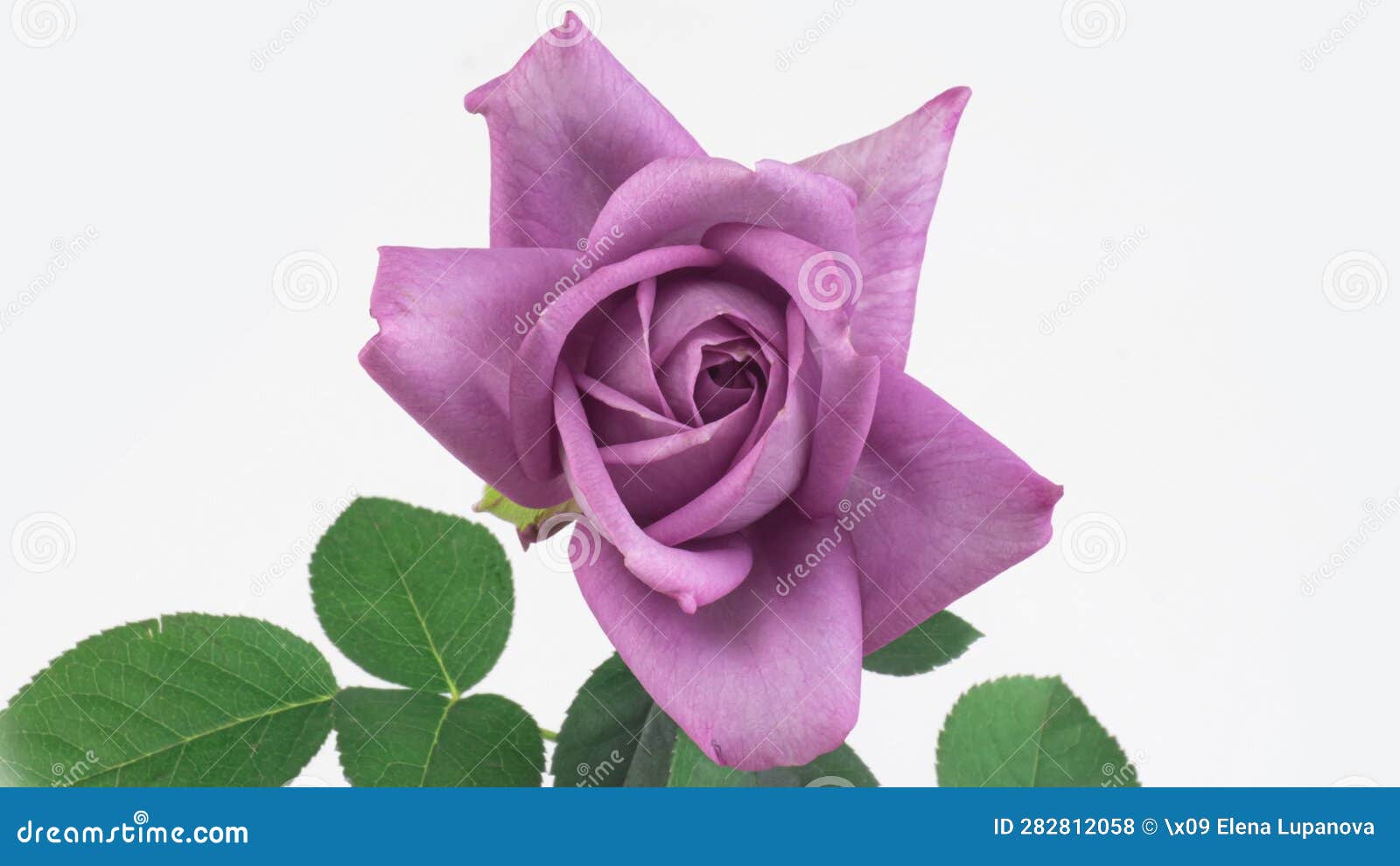 Amazing Bright Blue Rose Flower Opening on Black Background. Stock ...