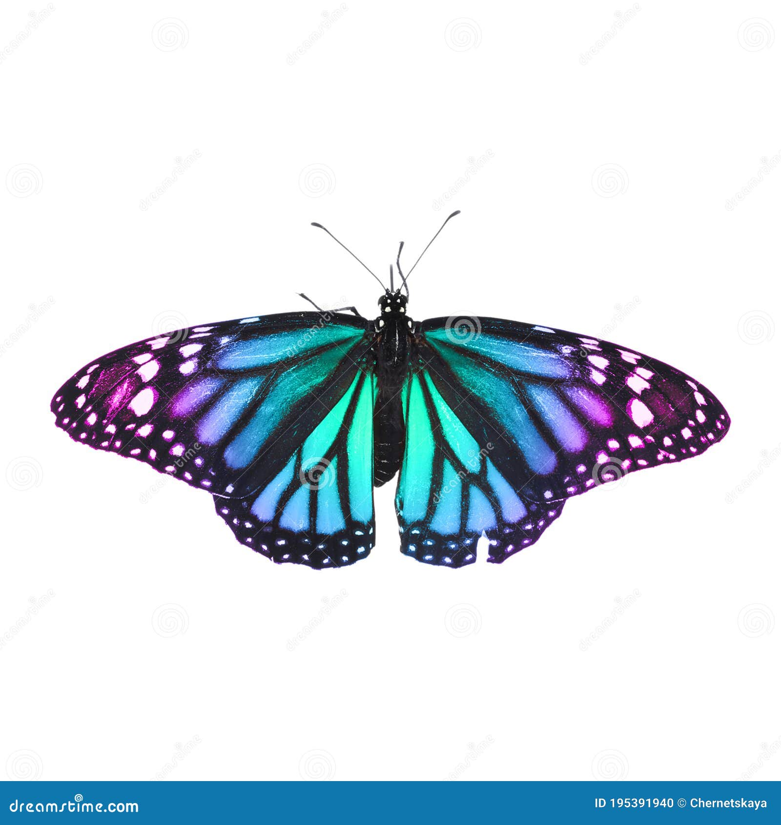 Amazing Bright Color Butterfly Isolated Stock Photo - Image of single ...