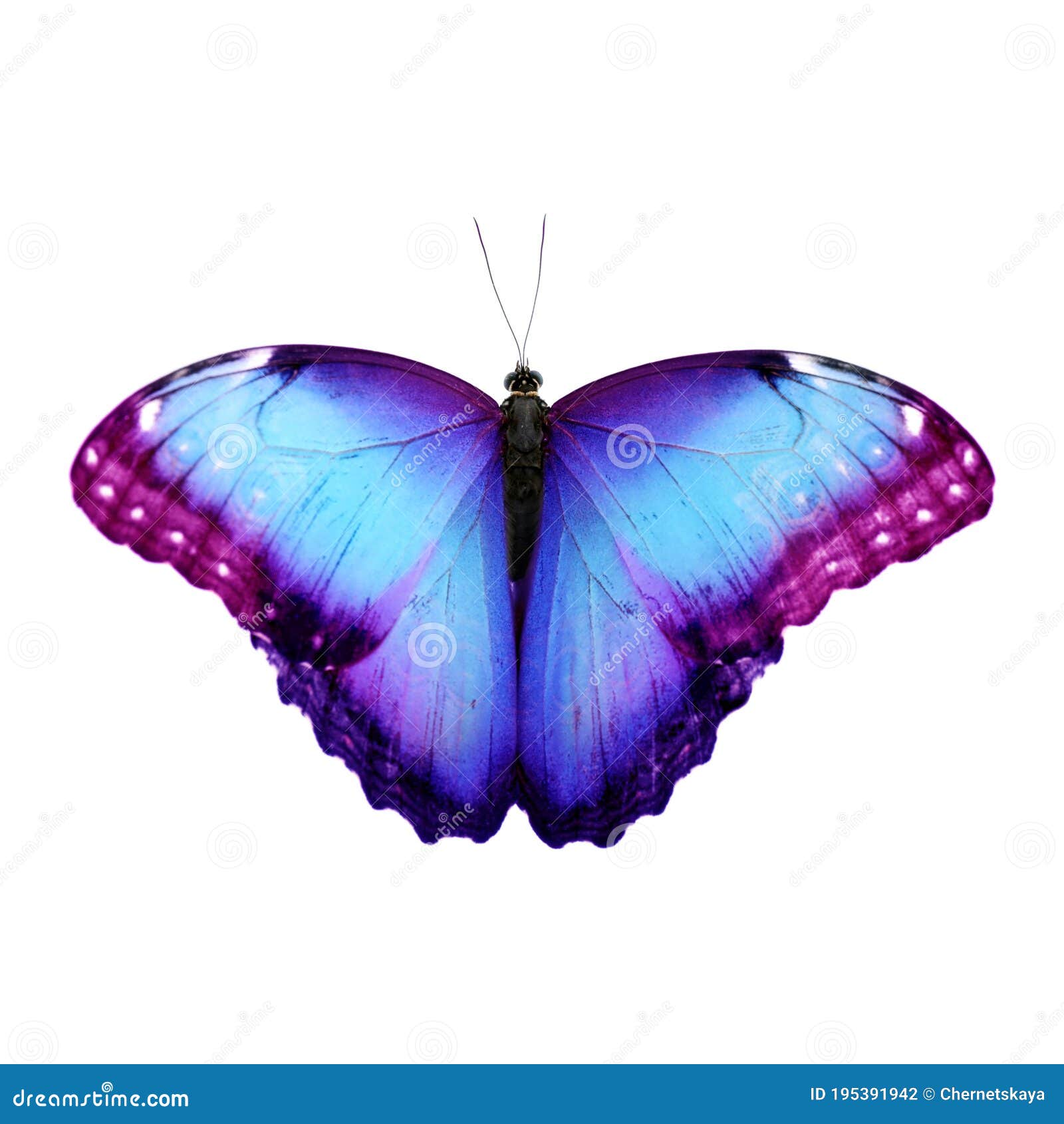 Amazing Bright Color Butterfly Isolated Stock Photo - Image of wing ...