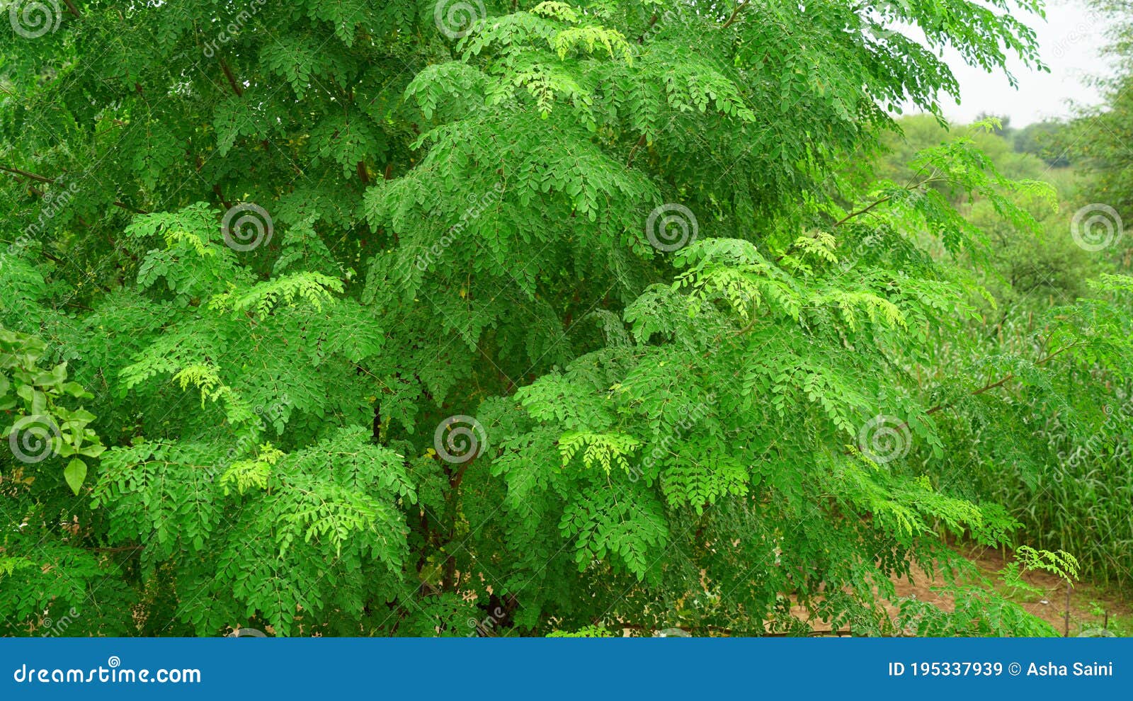 Amazing Bright Greenish Leaves of Sahjan or Moringa Tree Stock Image ...