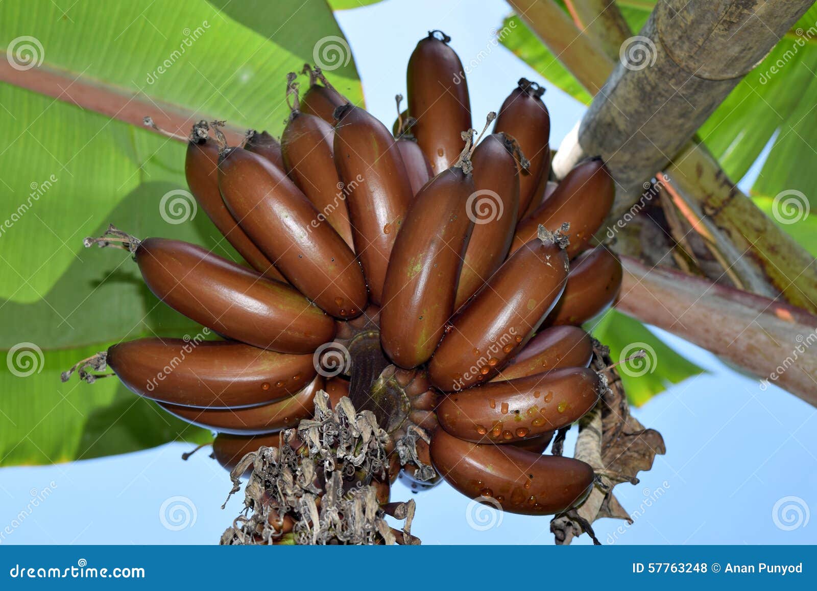 Amazing Brown Musa Banana Bundle - MUSACEAE Stock Photo - Image of ...