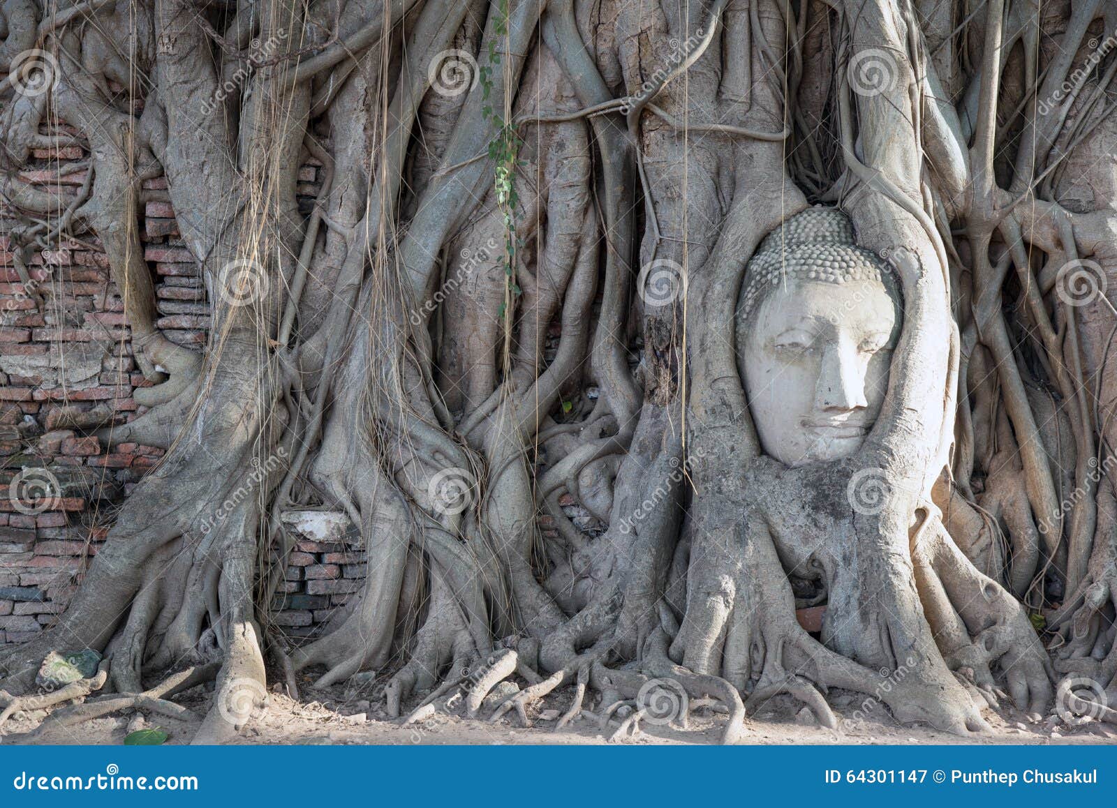 Buddha Head Trees Amazing Thailand Photos - Free & Royalty-Free Stock ...