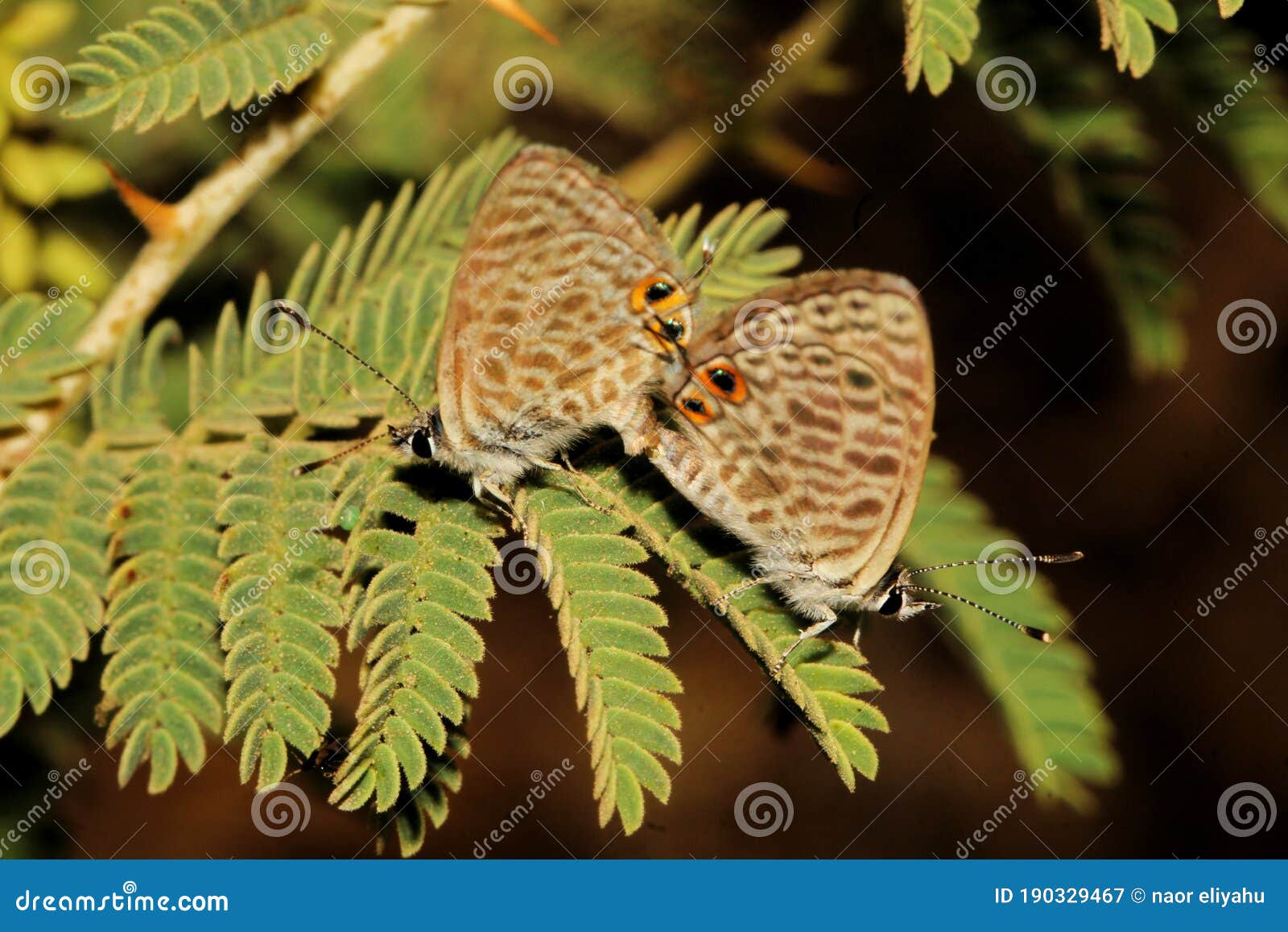 Amazing Butterfly& X27;s Drinking Straw Nectar Insect Stock Image ...