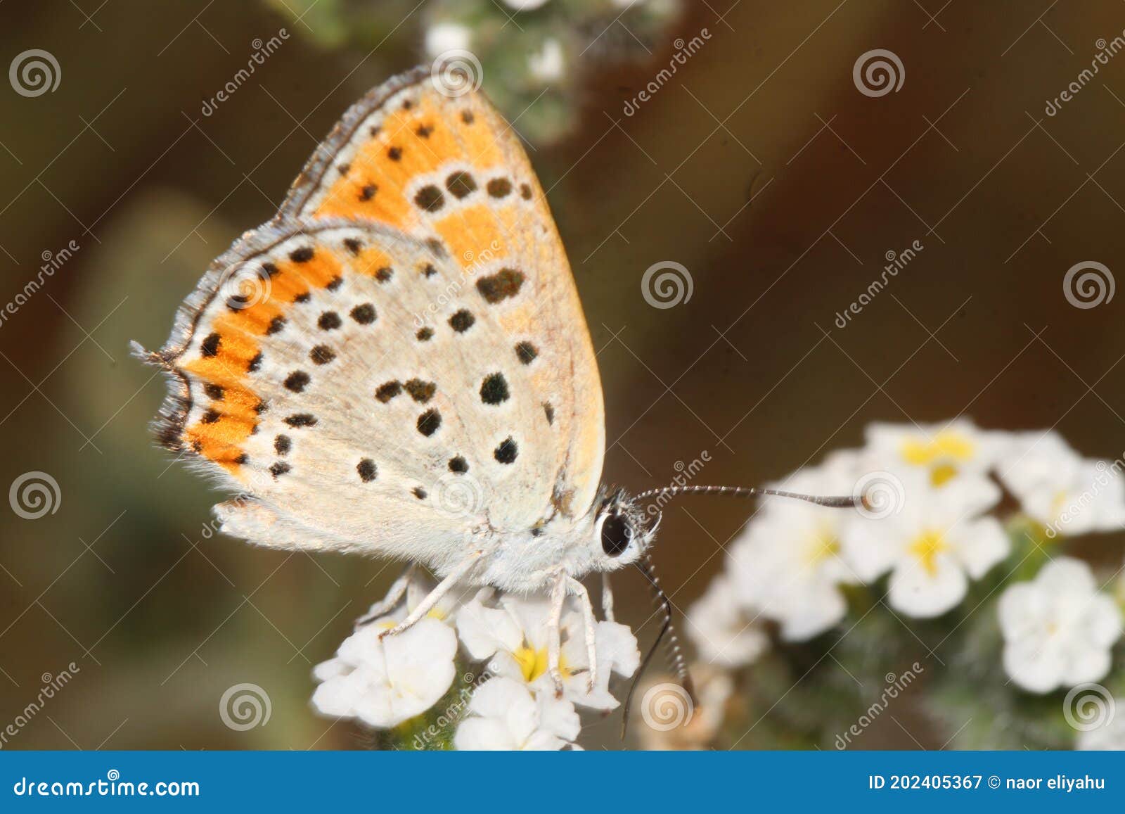 Amazing Butterfly Sitting on the Plane Stock Image - Image of plane ...