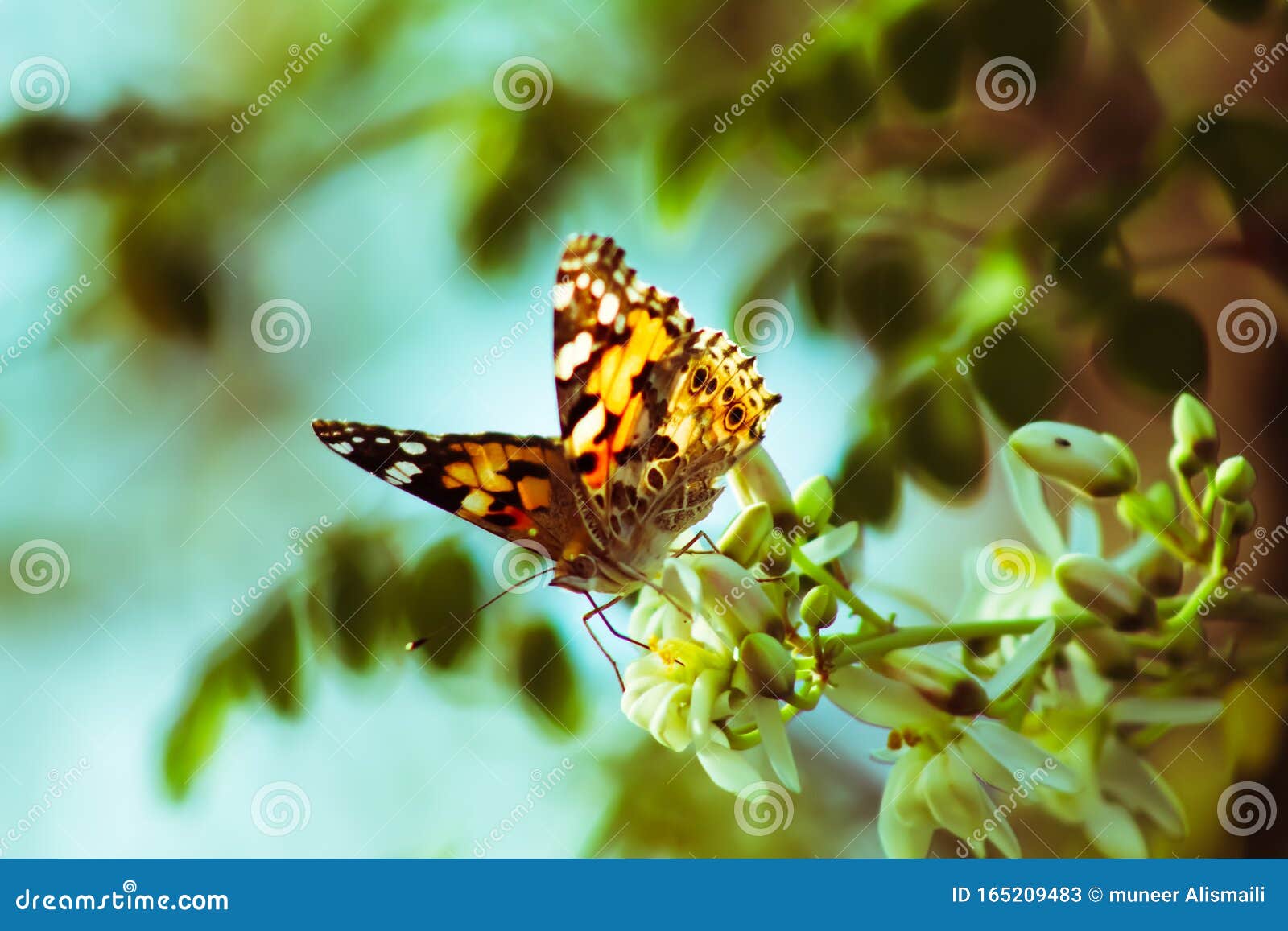 Amazing Butterfly Standing in the Flower Stock Image - Image of insects ...