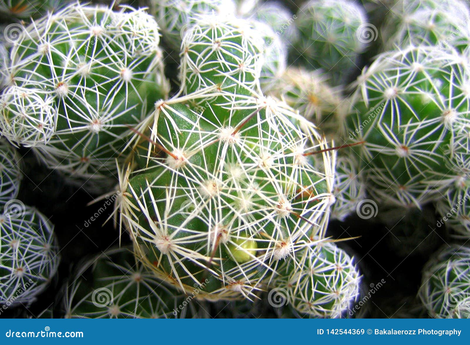 Amazing Cactus Background and Wallpaper in Super Fine Quality Stock ...