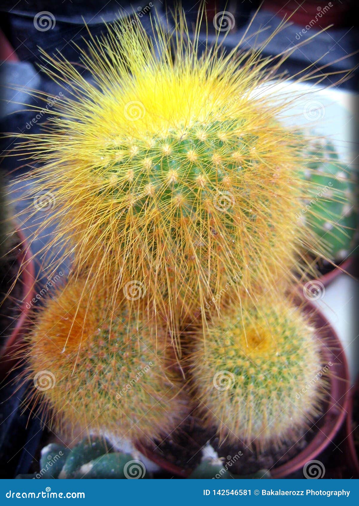 Amazing Cactus Background and Wallpaper in Super Fine Quality Stock ...